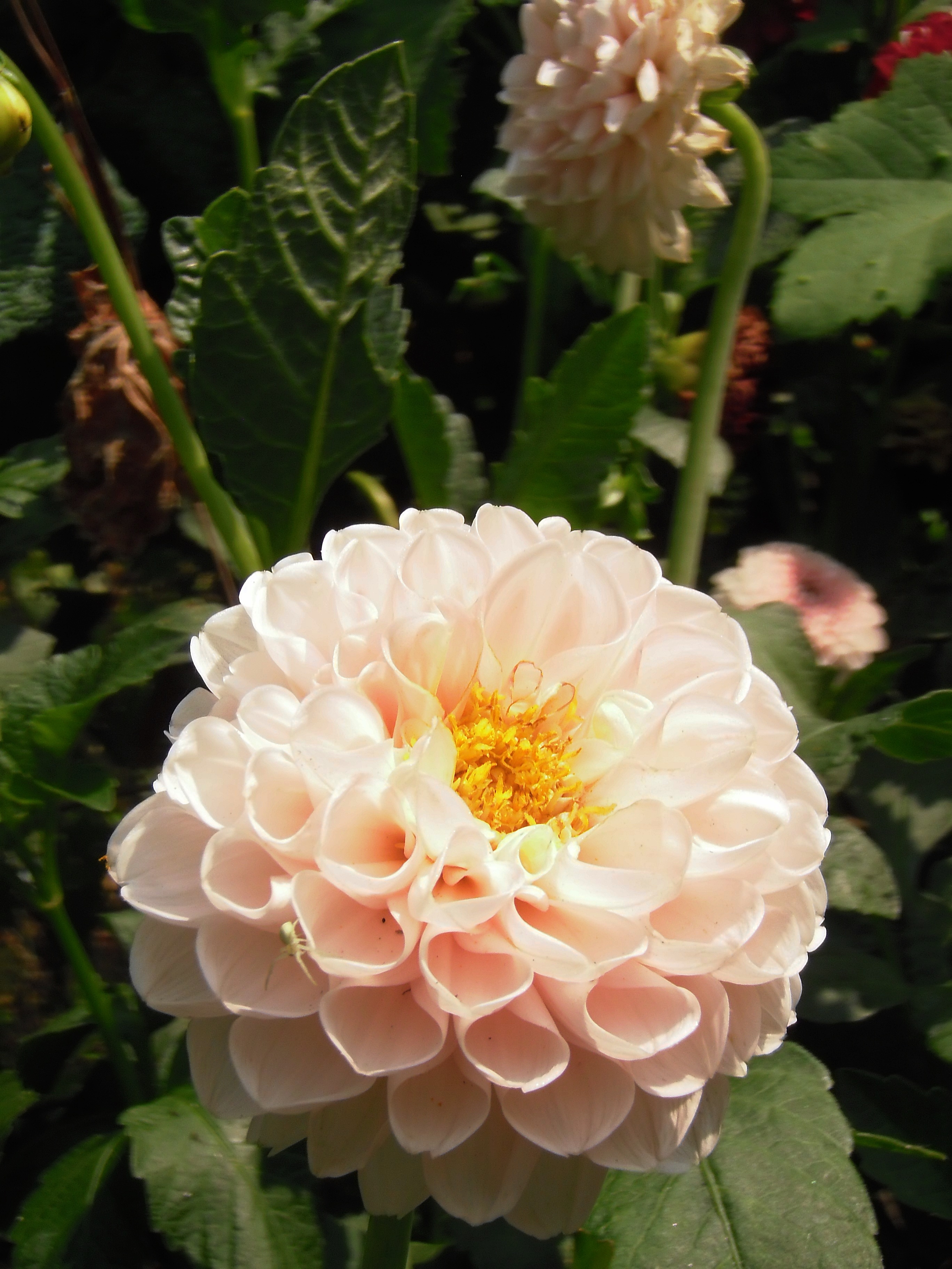 Dalia Flower Plant free image download