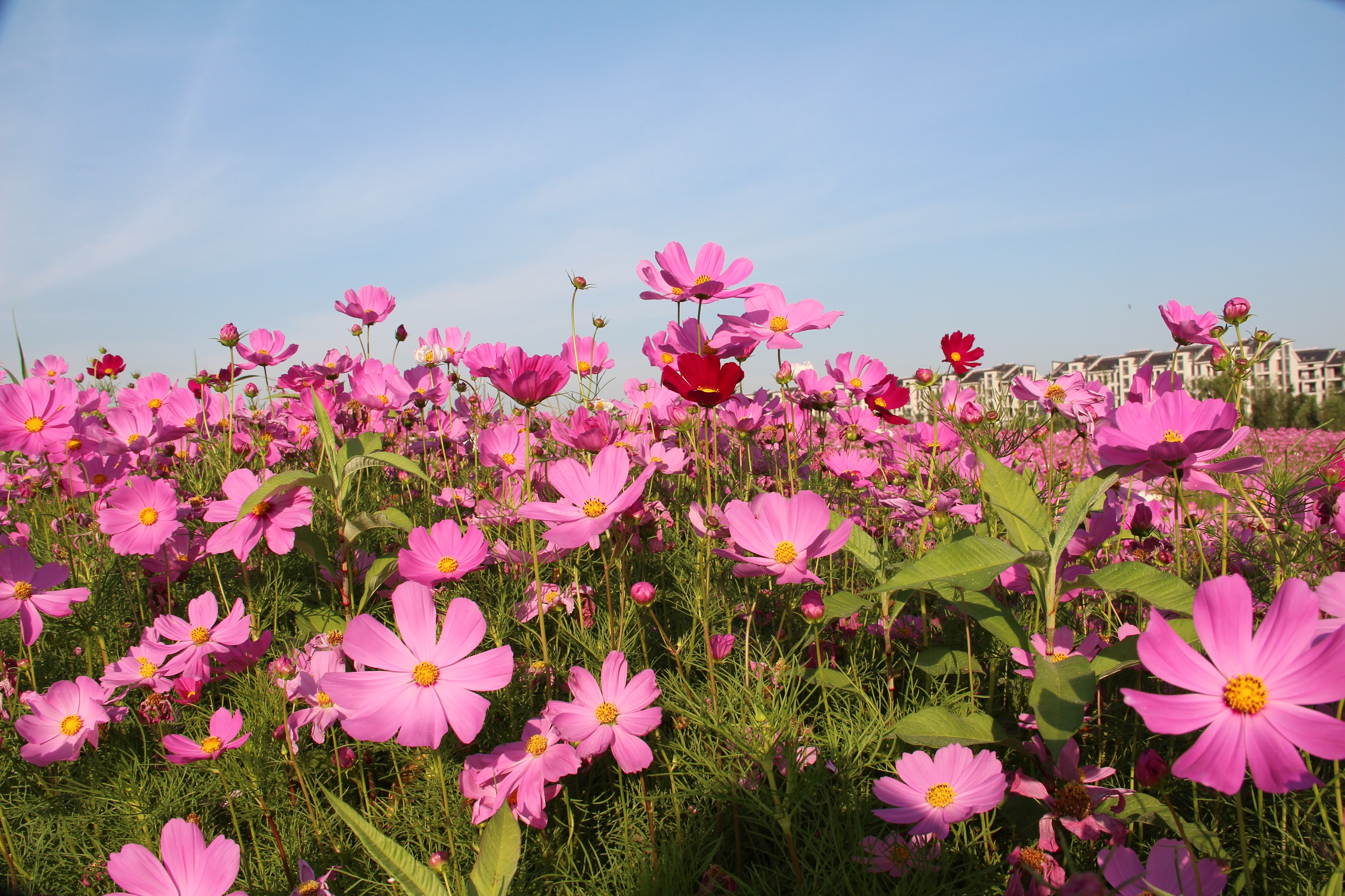 The Scenery Flower free image download
