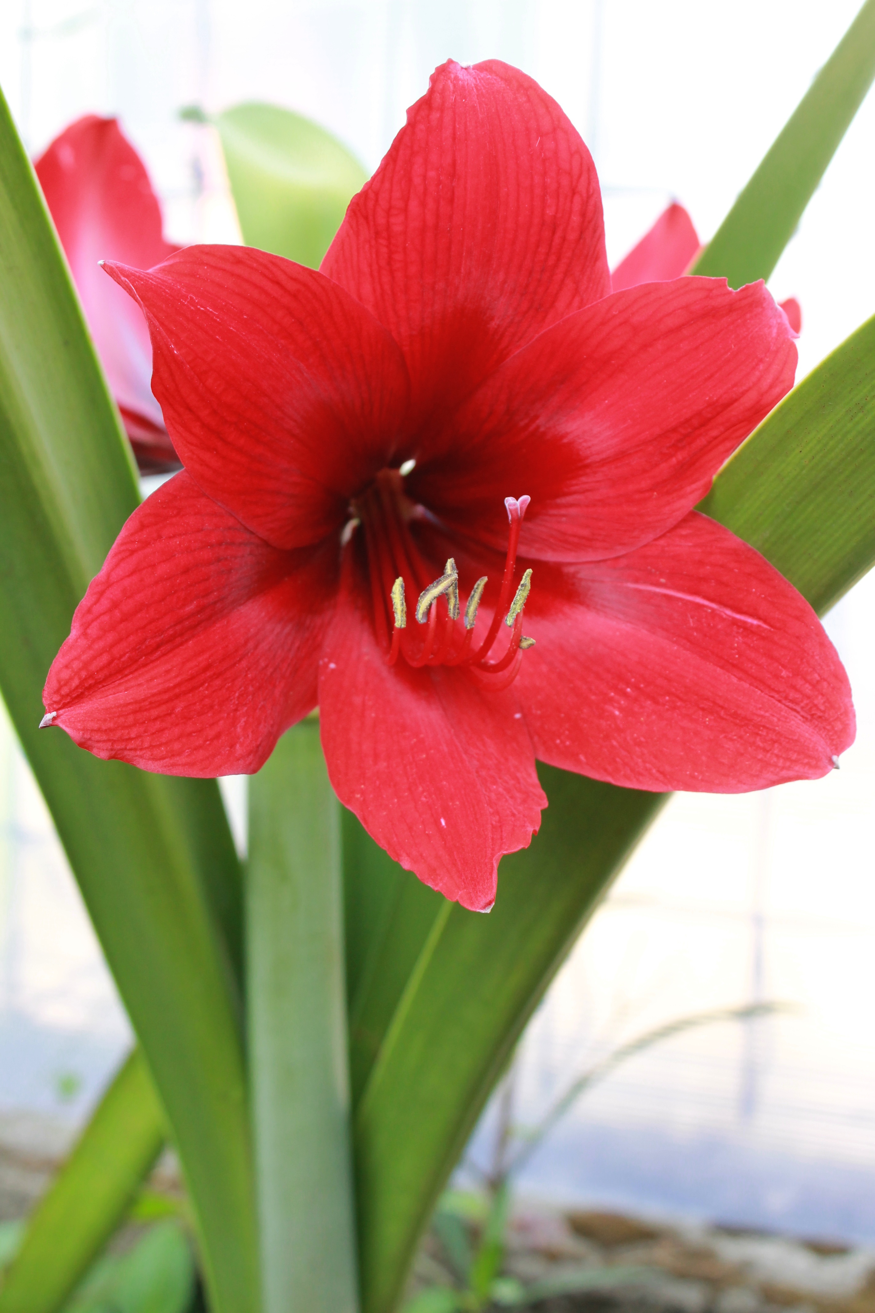Lily Red Flower free image download