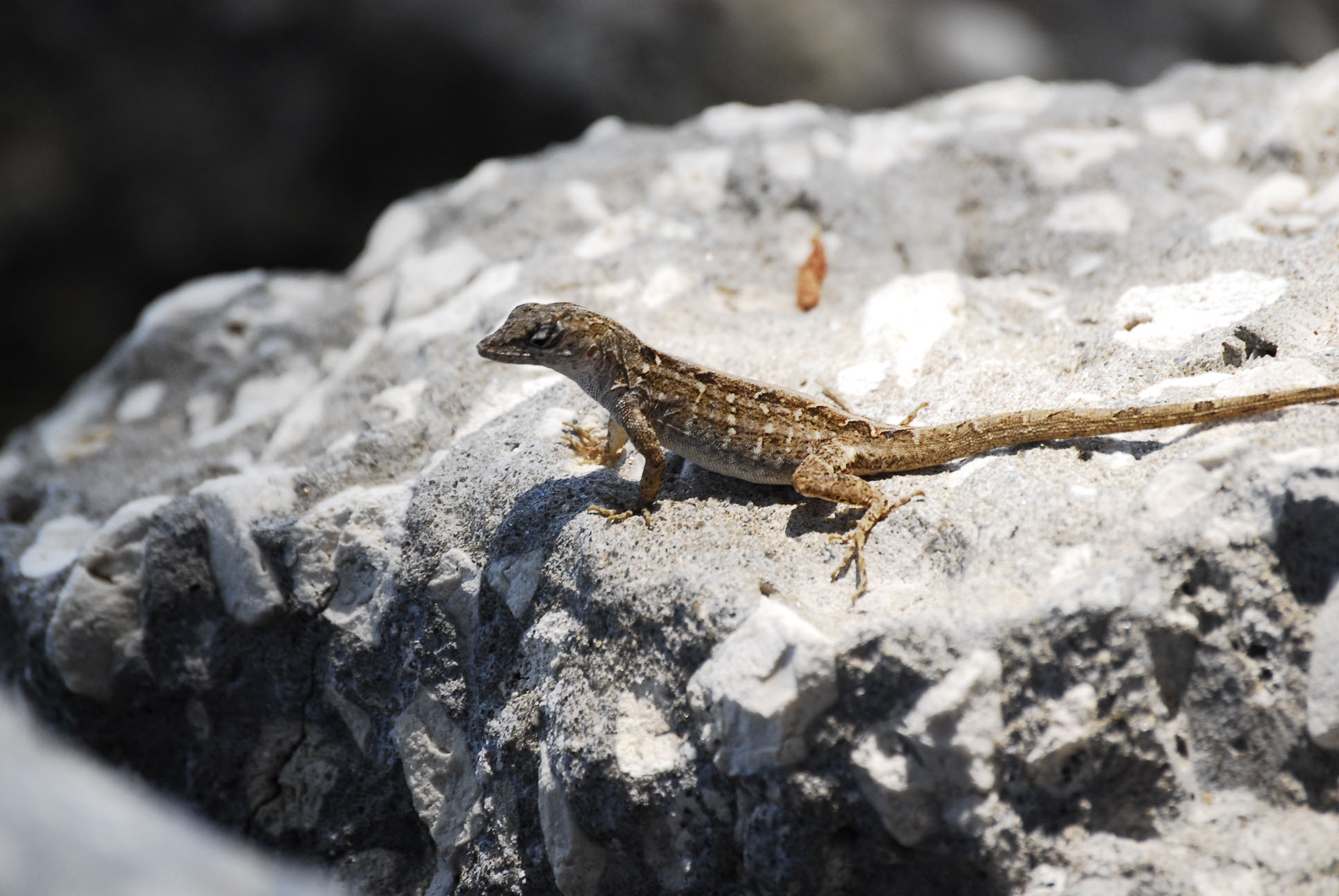 Lizard Florida Beautiful free image download