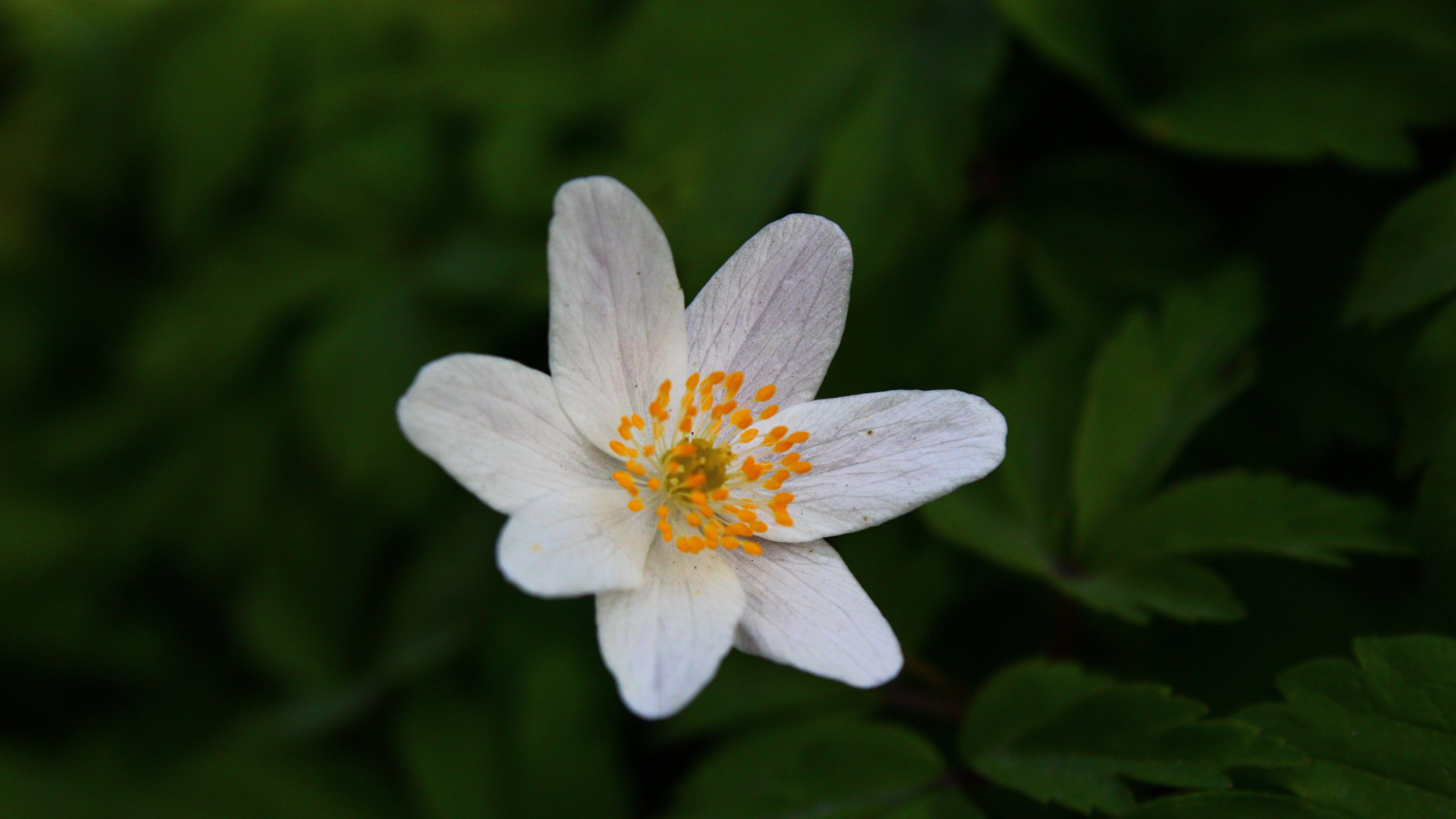 Flower Spring Nature free image download