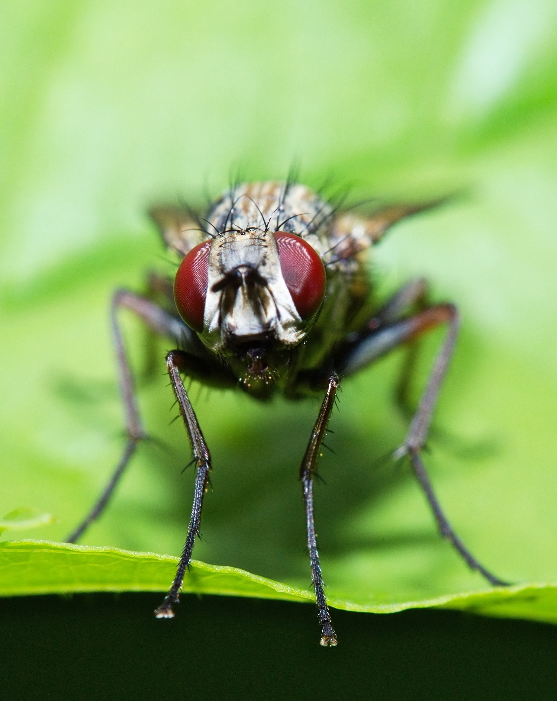 Close-up of the colorful fly on the green leaf free image download
