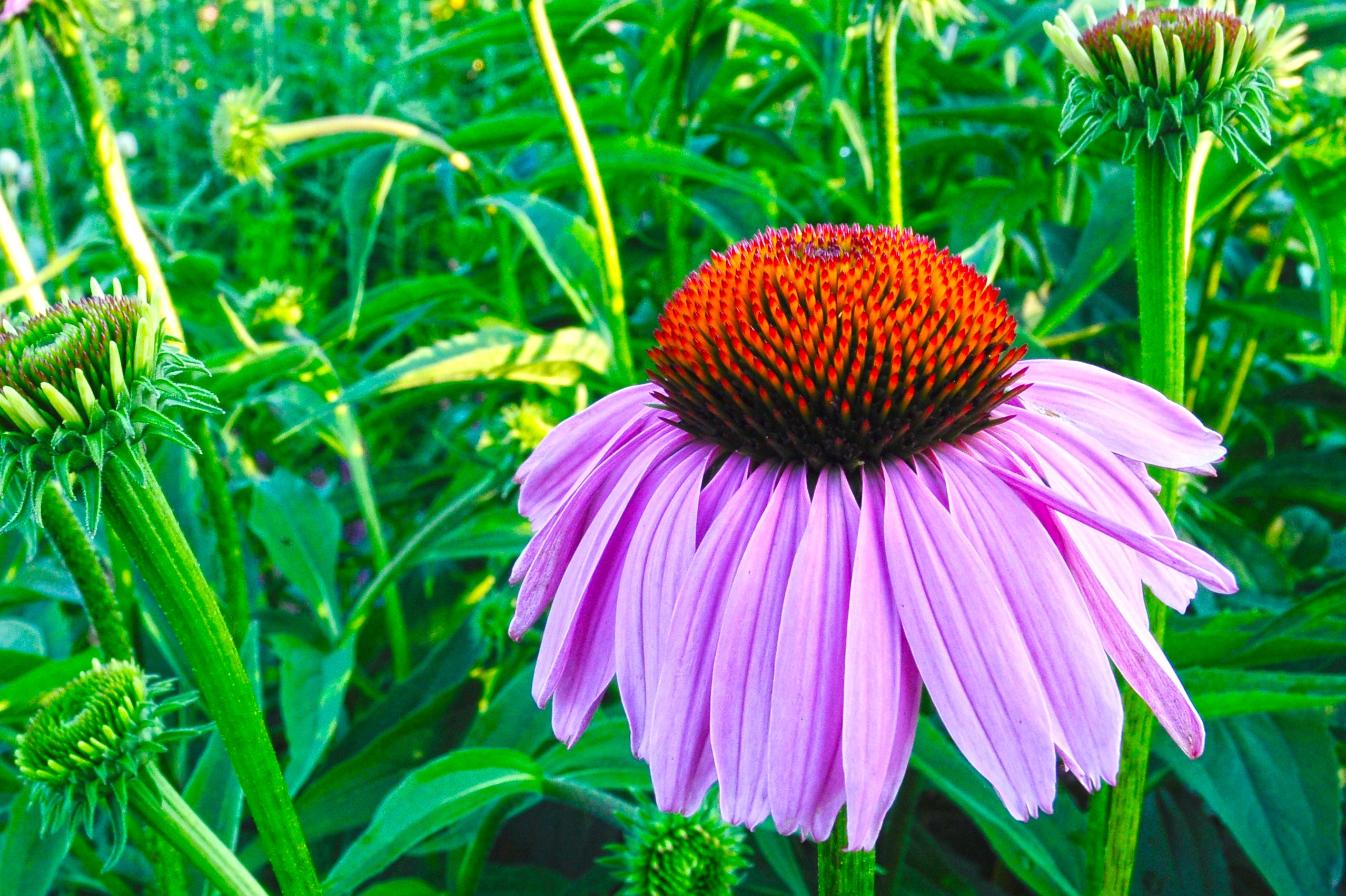Flower Plant free image download