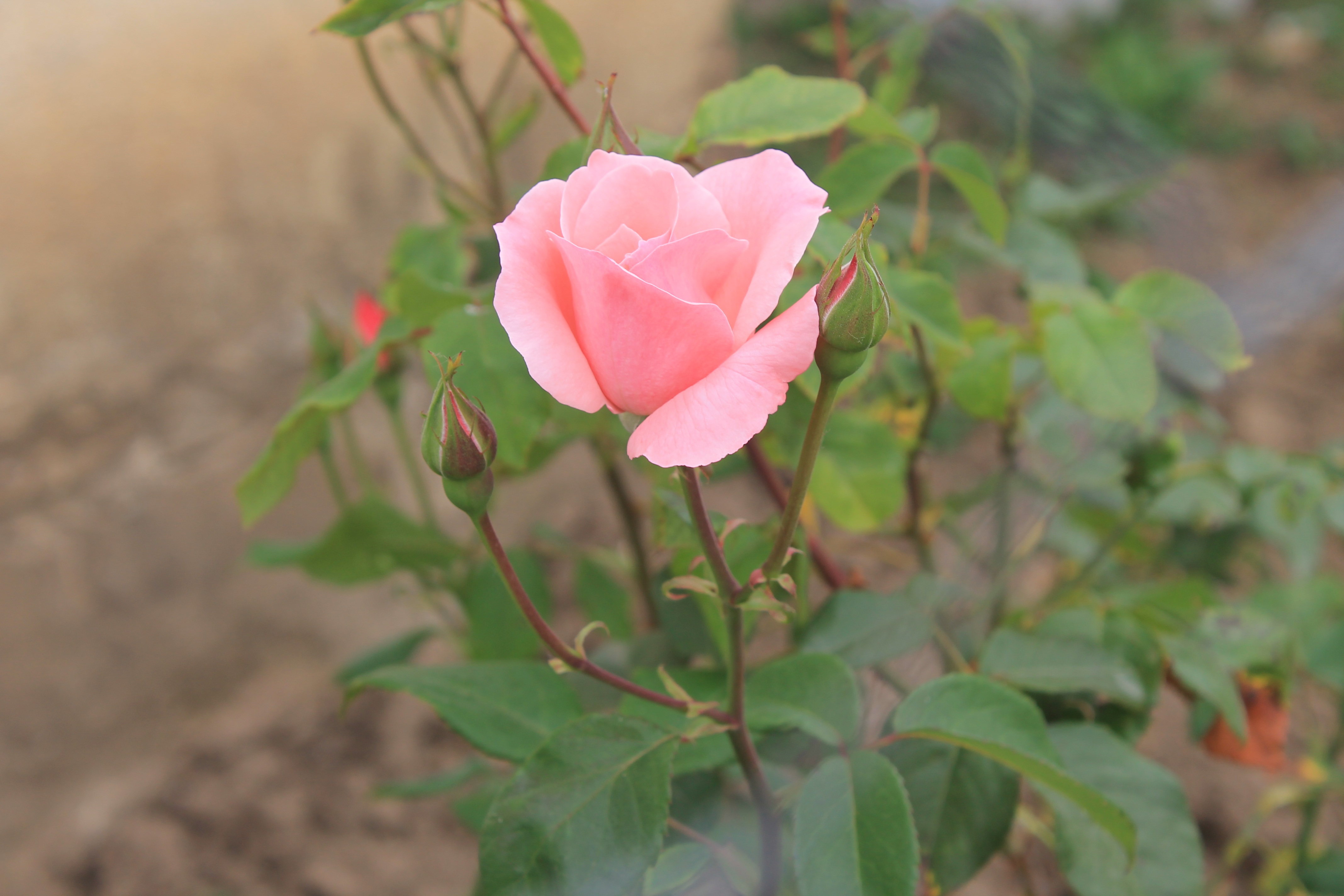 Rose Pink Roses free image download