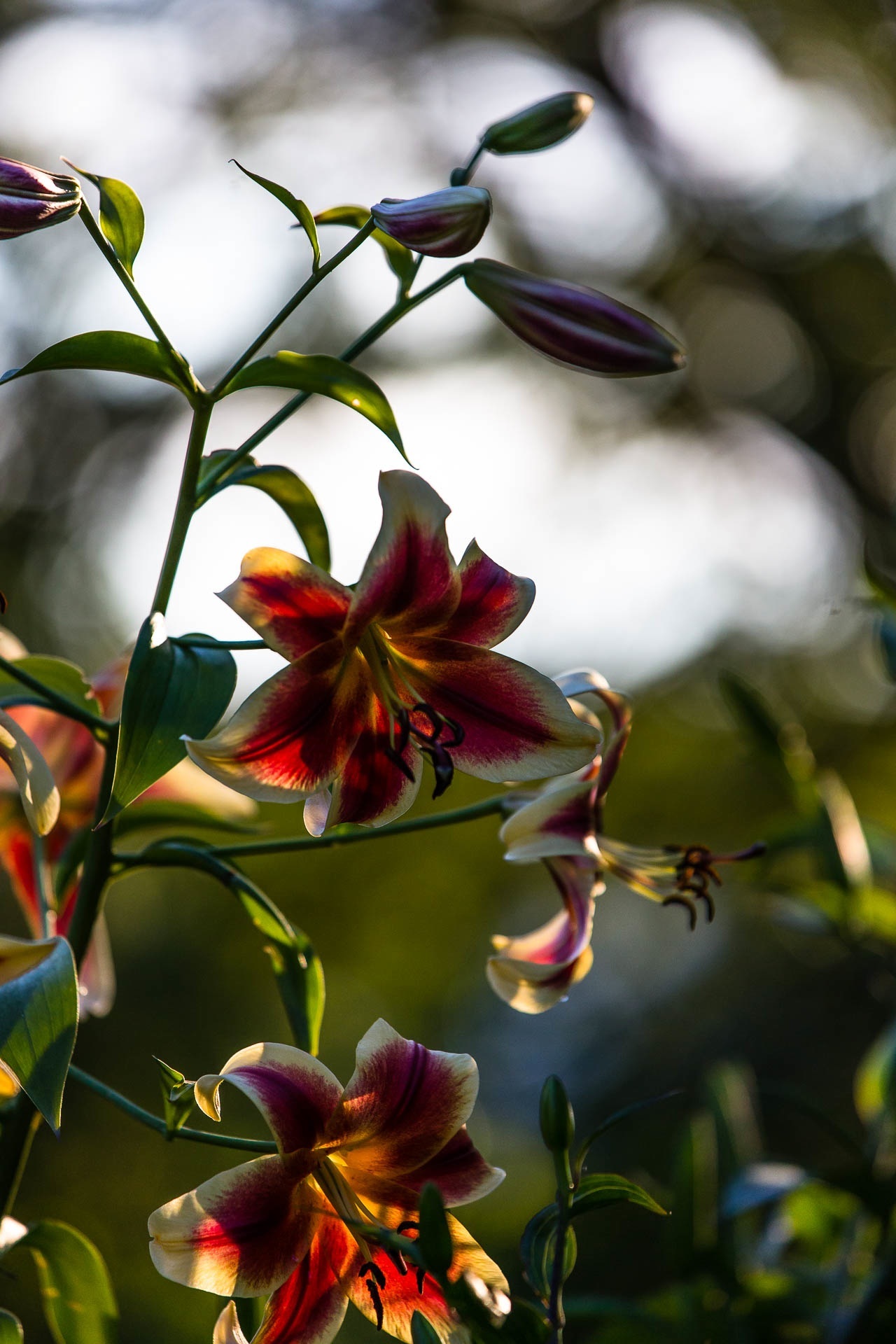 Plant Garden Flower free image download