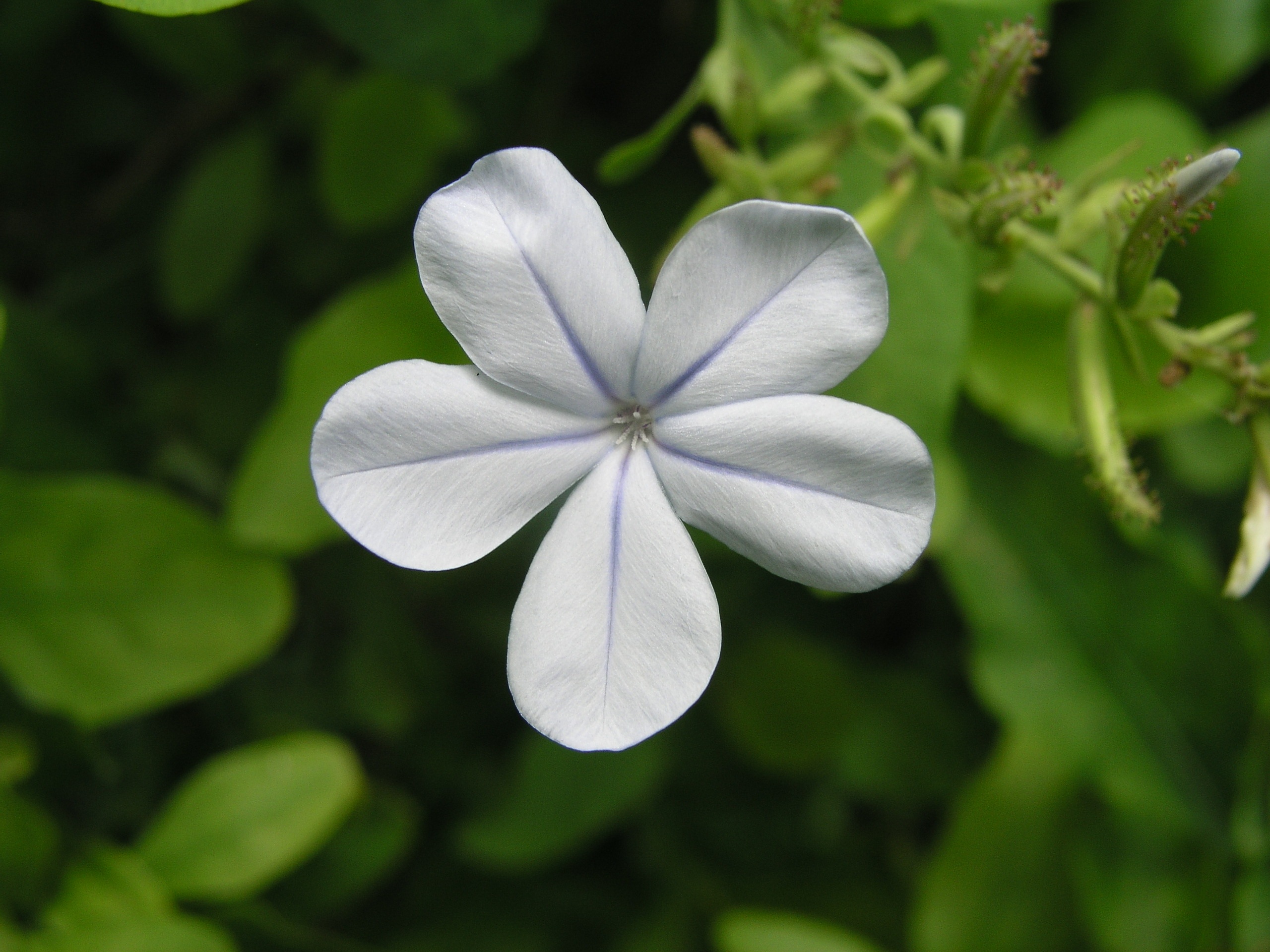 Blossom Bloom Flower free image download