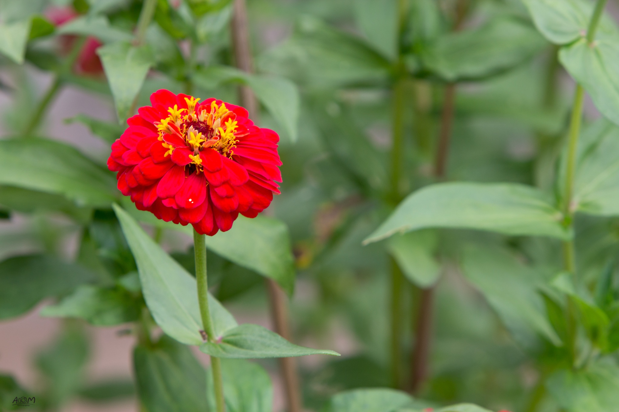 Marigold Flower Green free image download