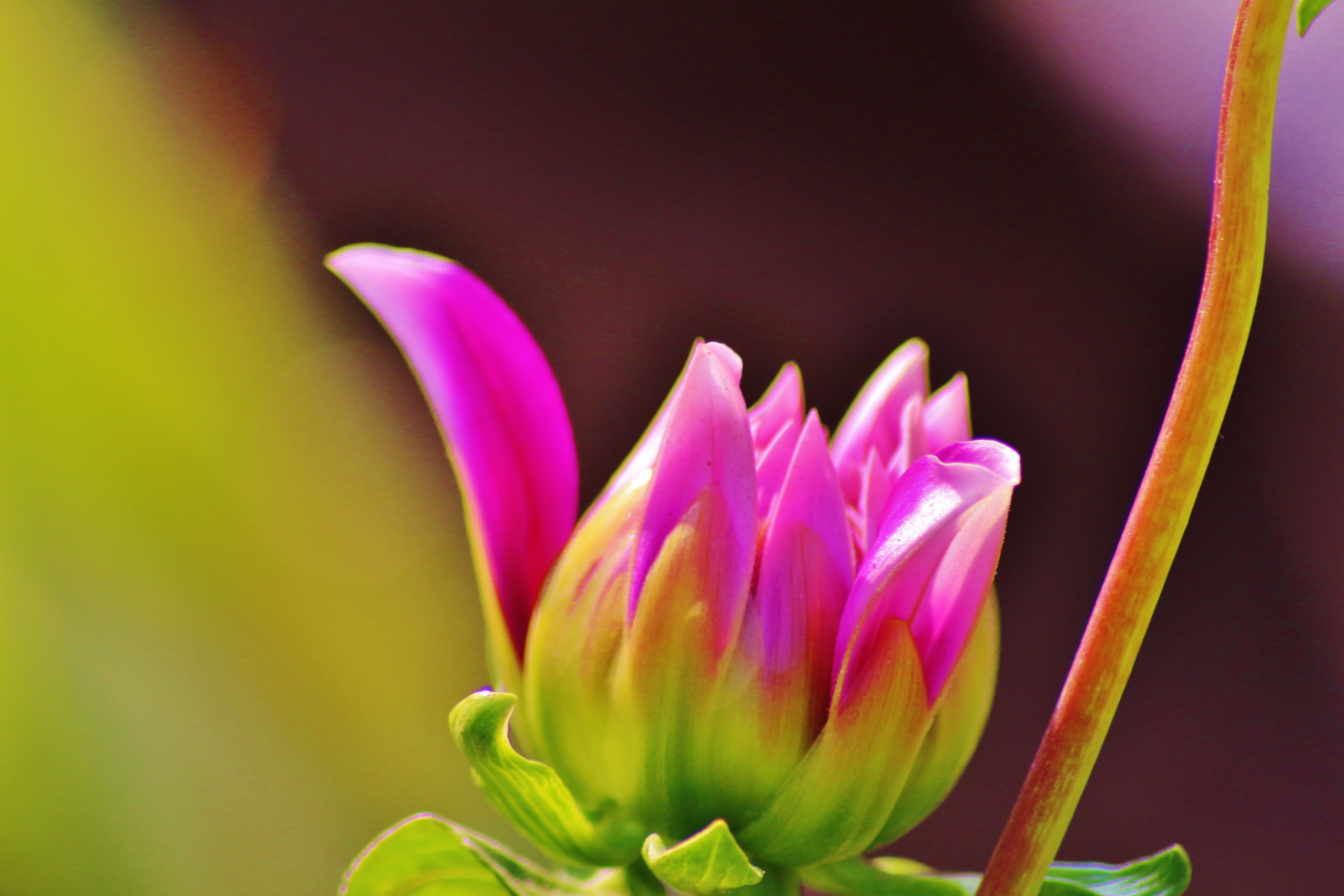 Pink Flower Pakistan free image download