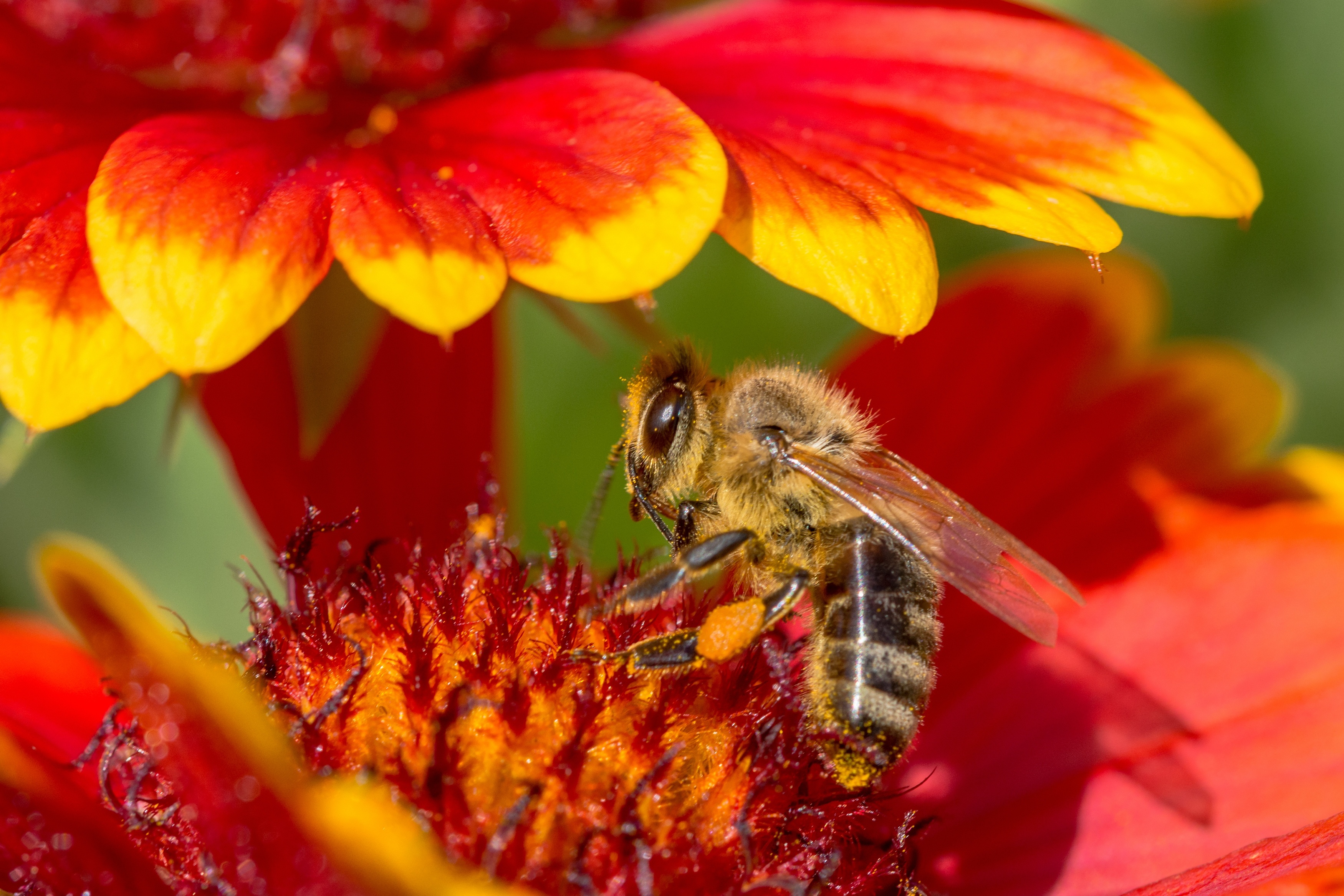 Bee Flower Blossom free image download