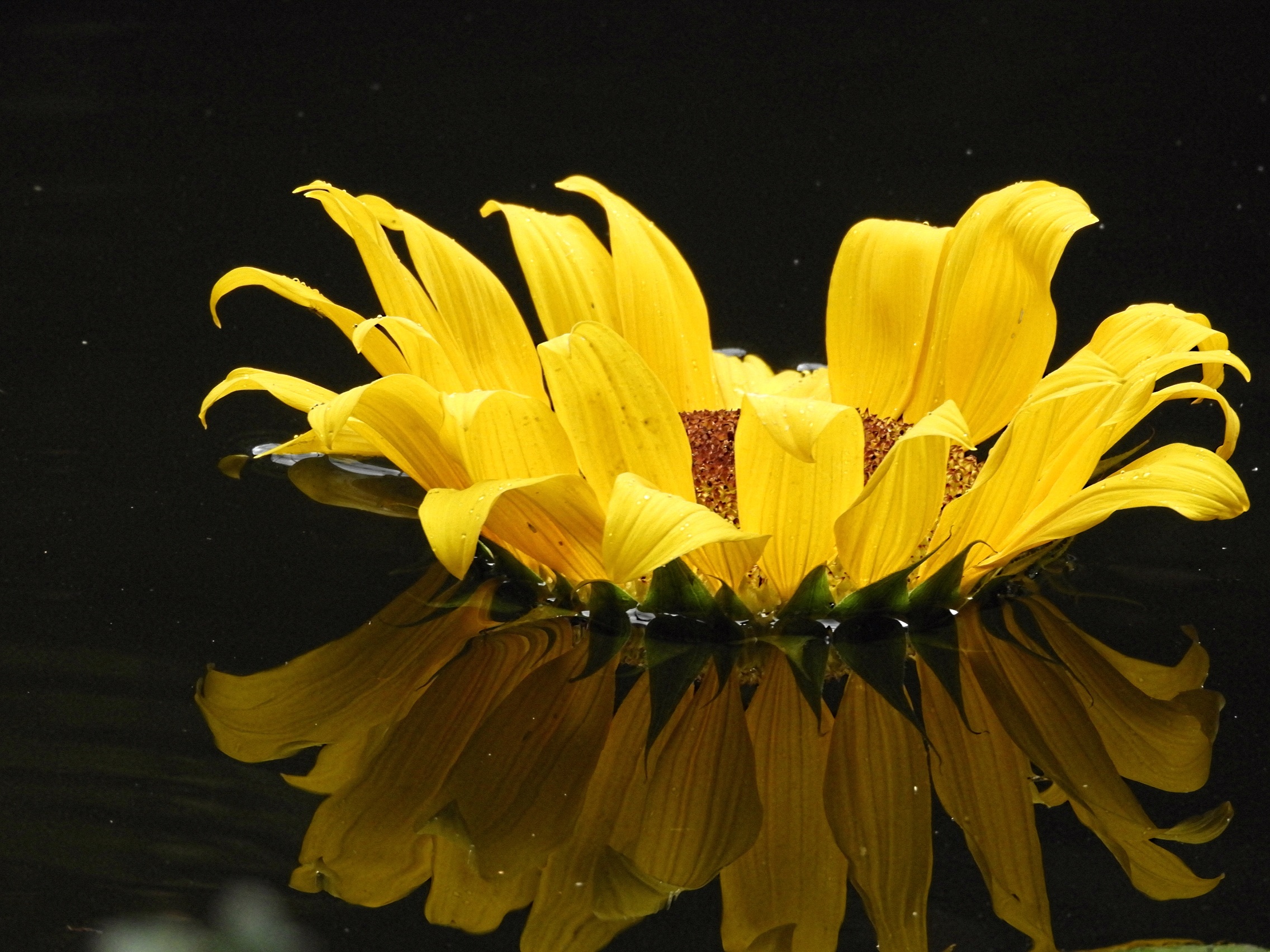 Yellow Sunflower Reflection free image download