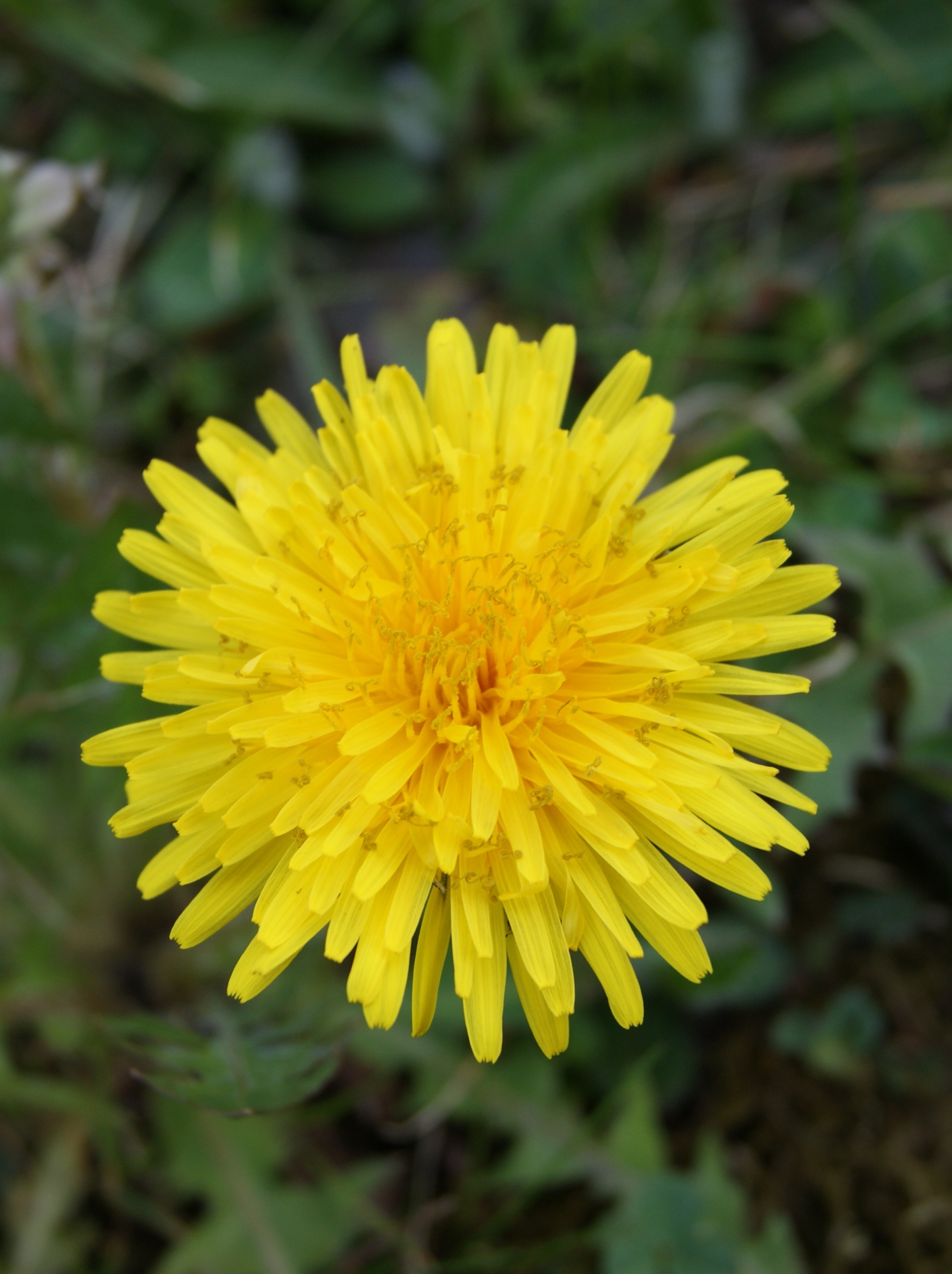 Dandelion Flower Nature free image download