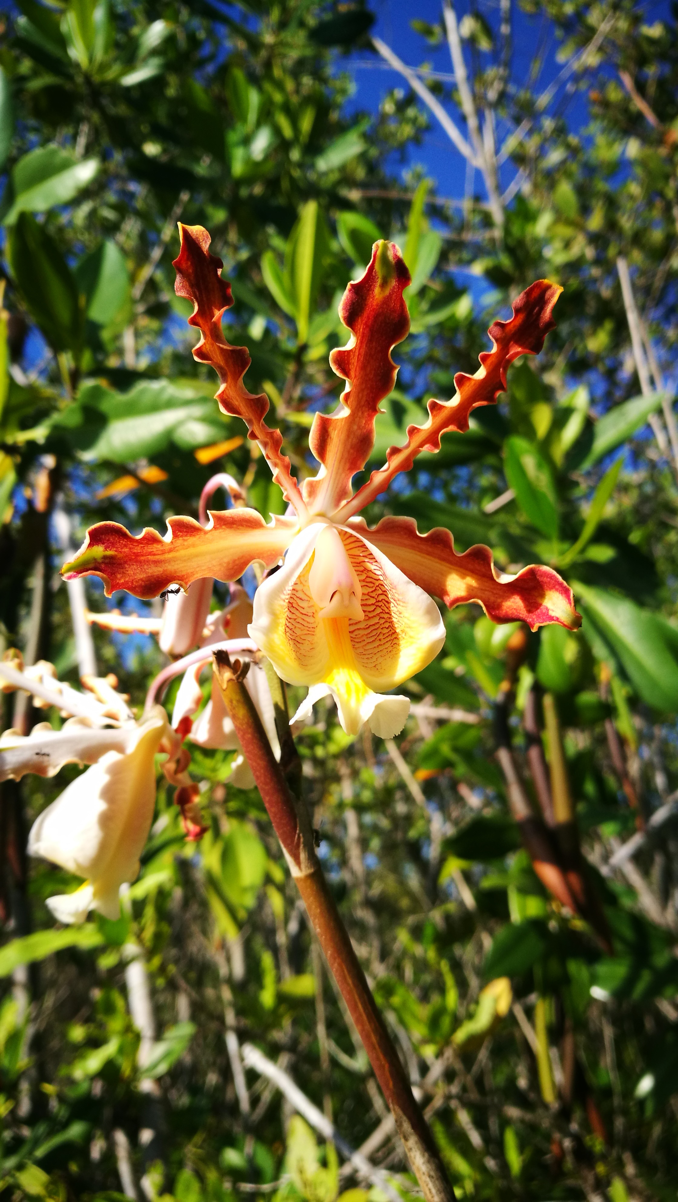 Orchid Star Of Fire Flower free image download