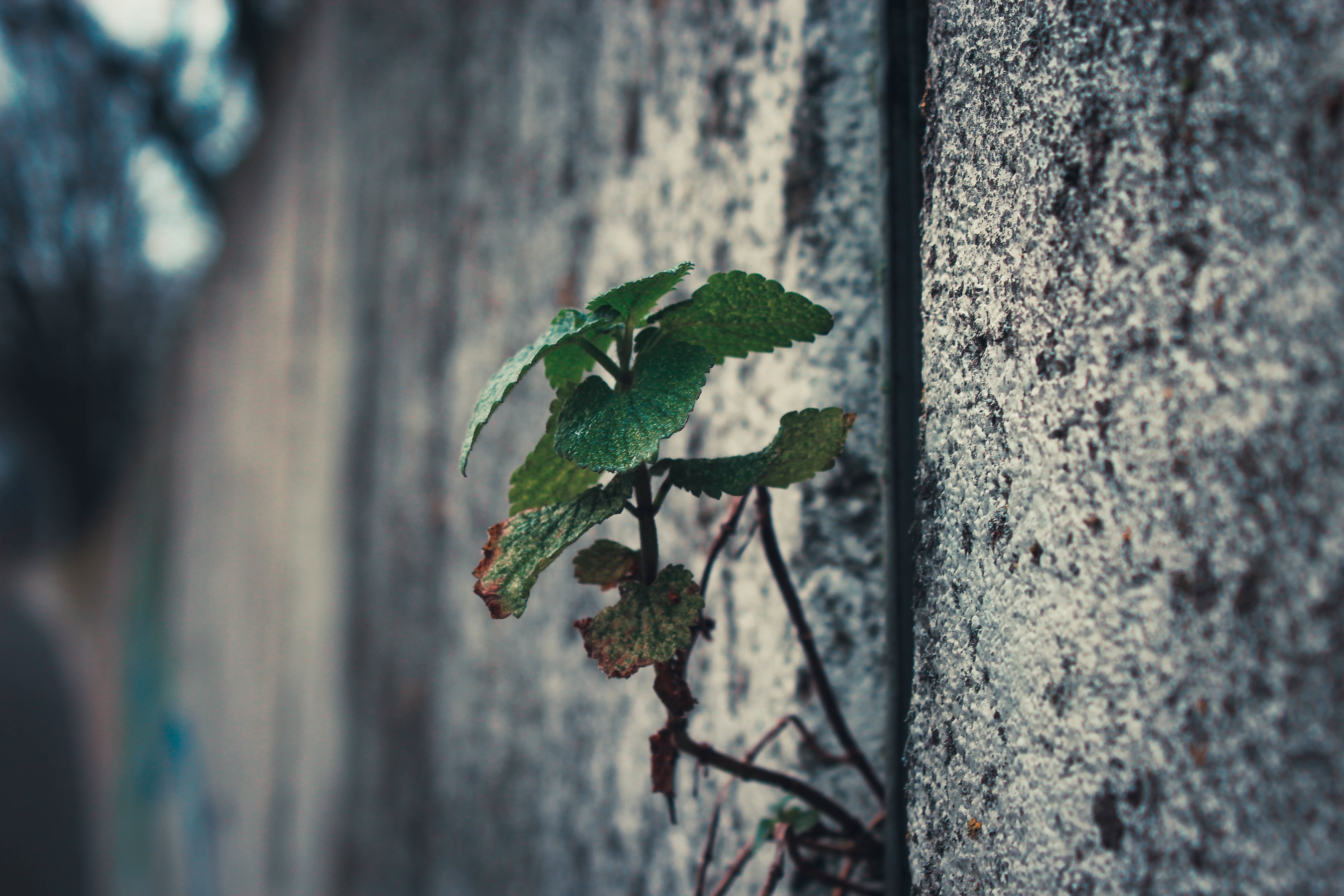 Wall Blur Green free image download