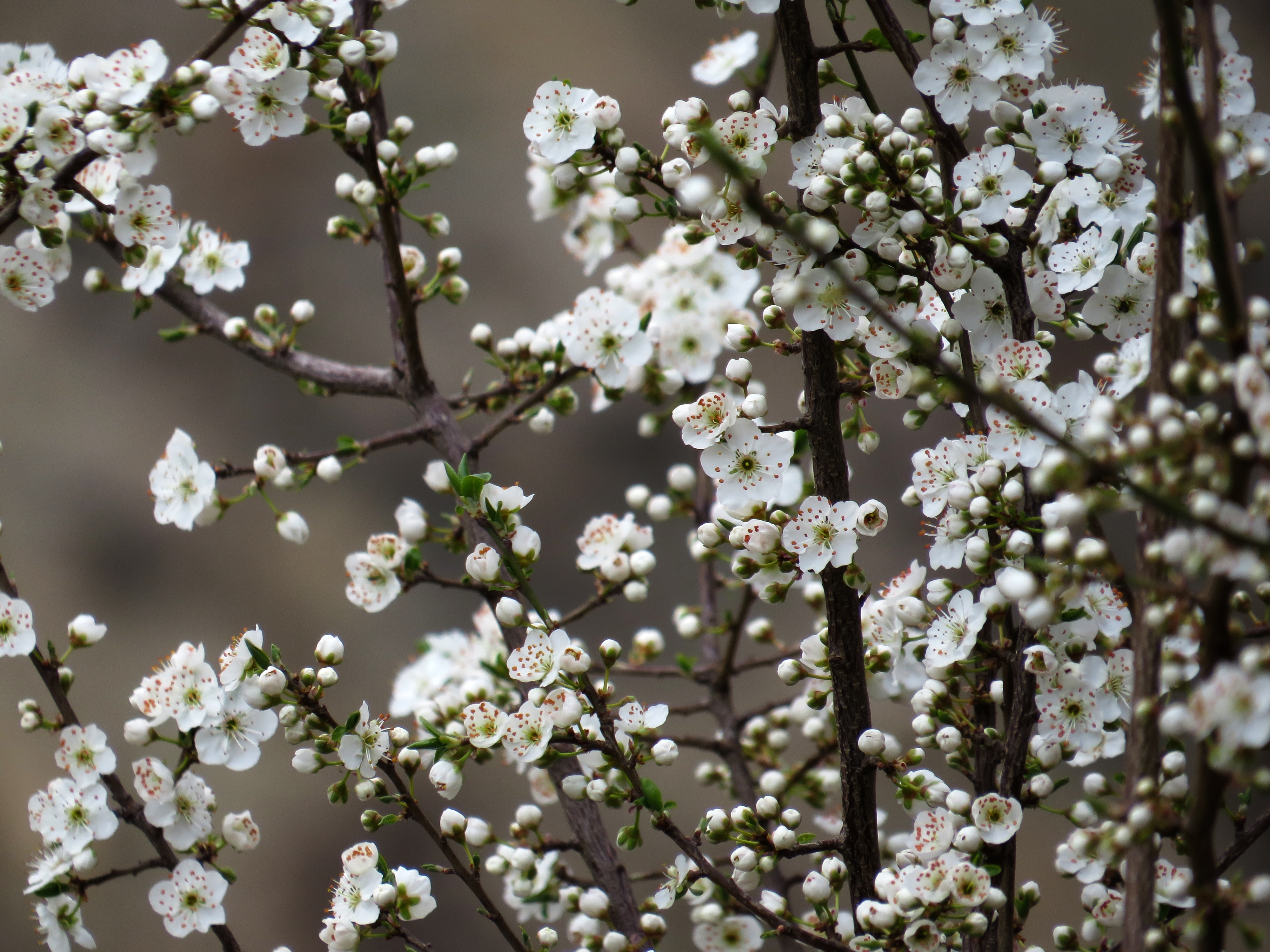 Flower Bloom White free image download