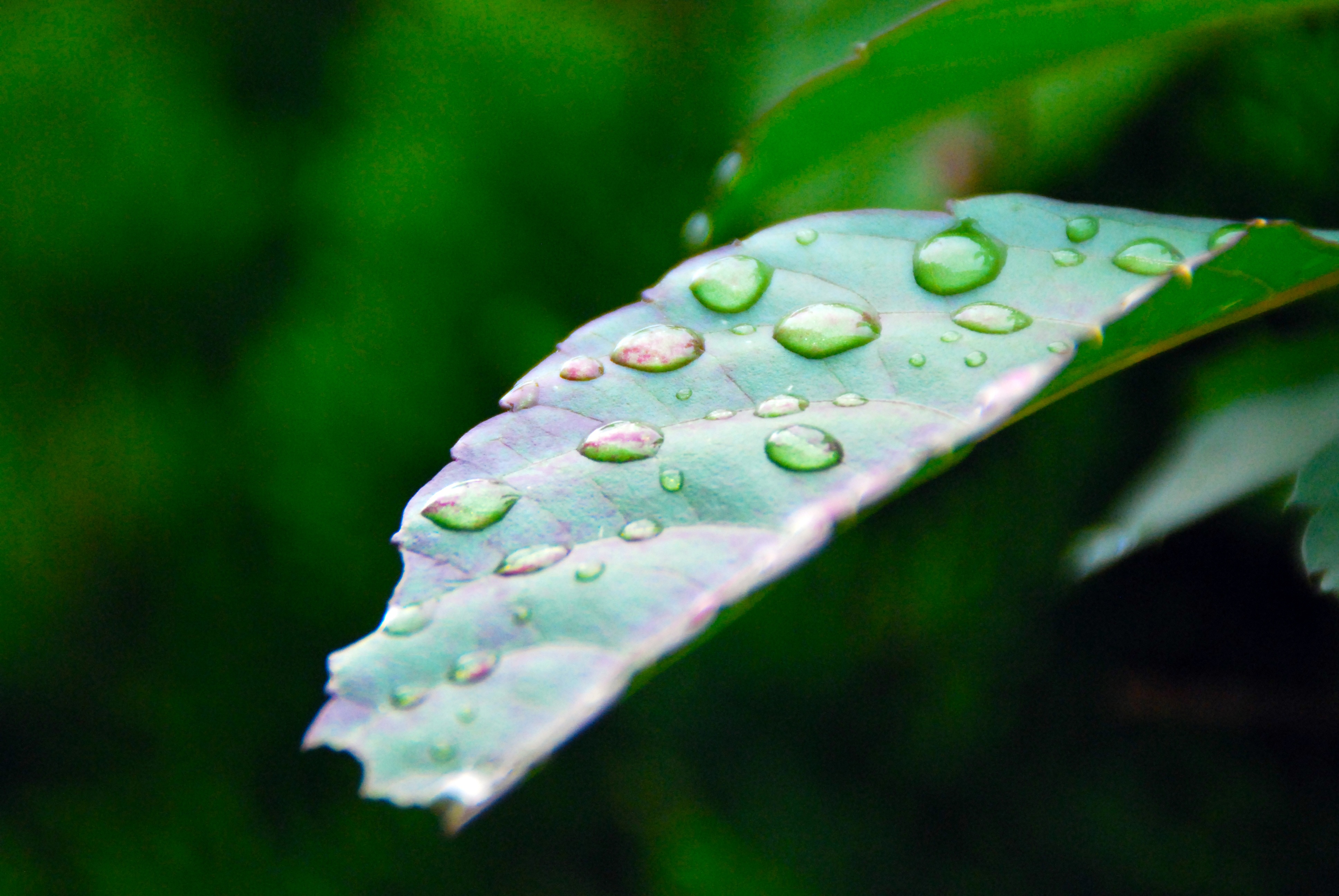 Leaf Green Nature free image download