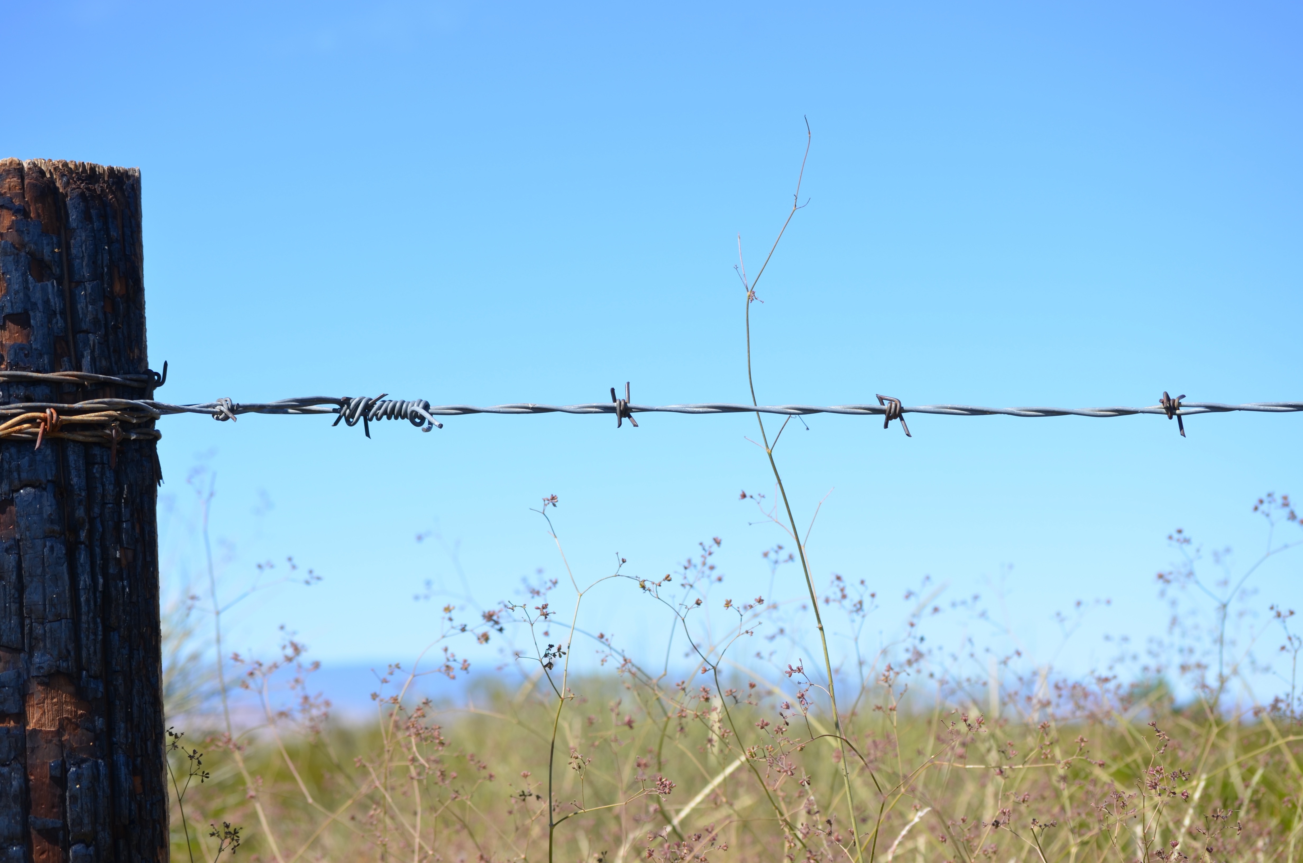 Green Grass Barbed free image download
