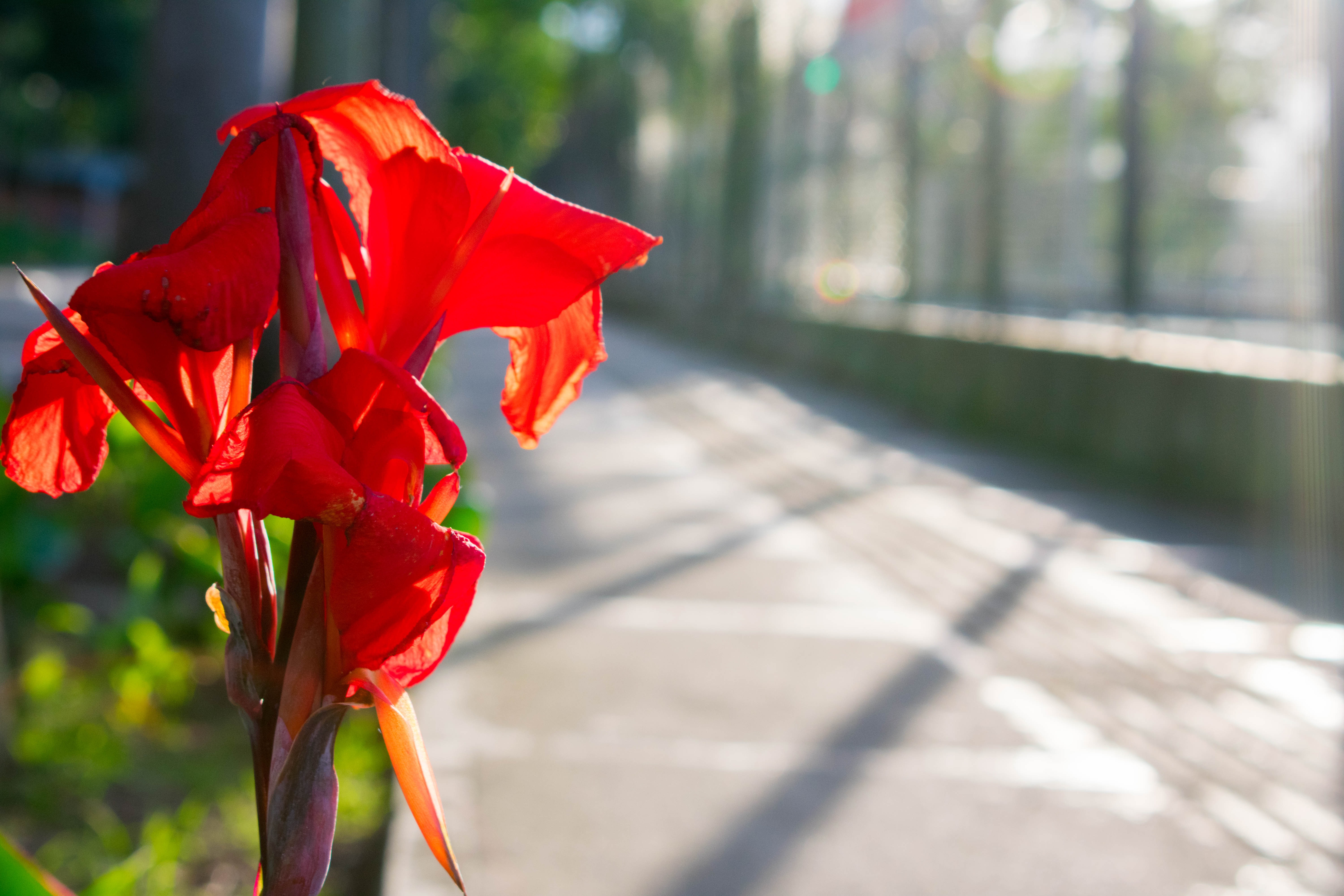 Red Colombia Flowers free image download