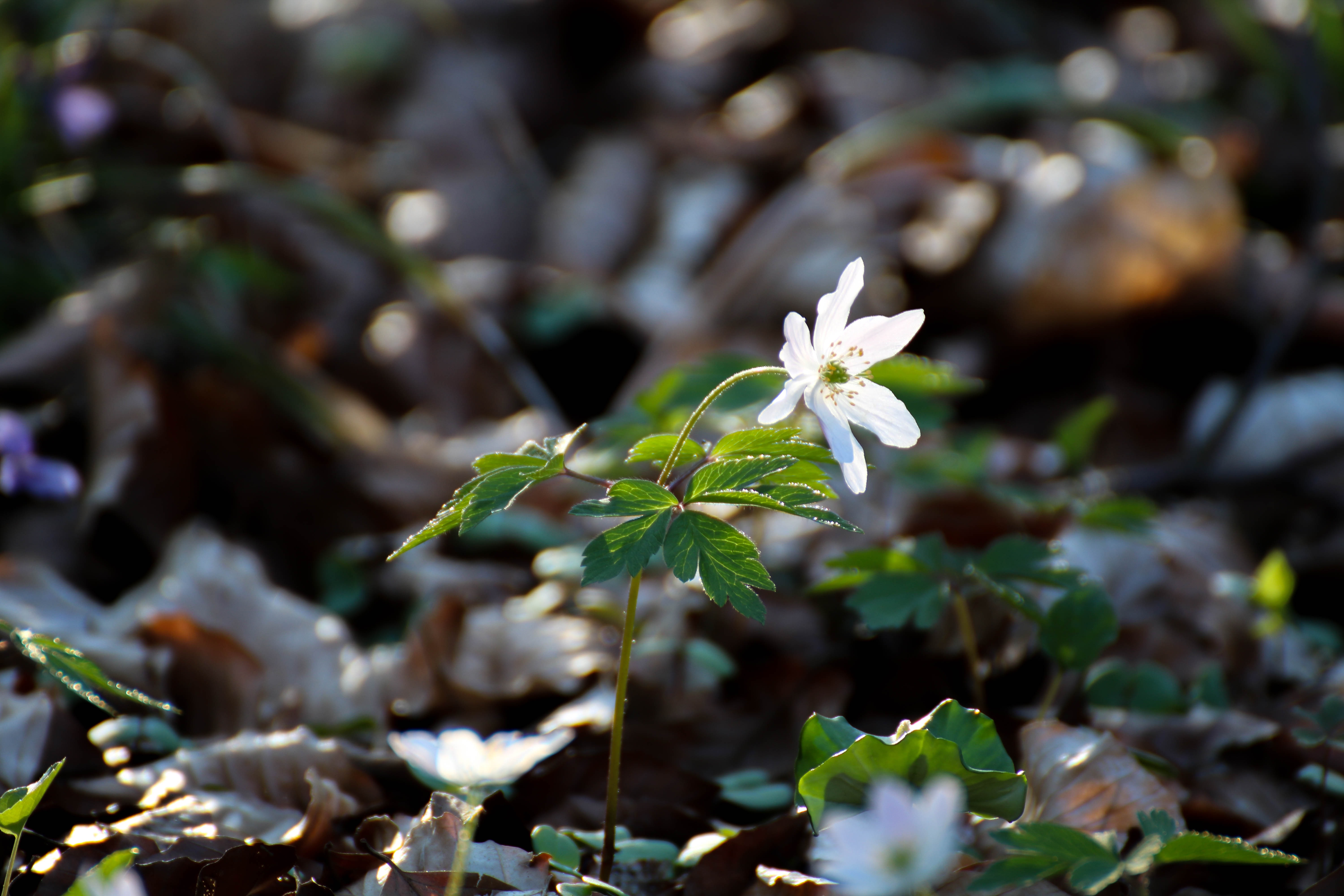 Wood Anemone Flower Forest free image download