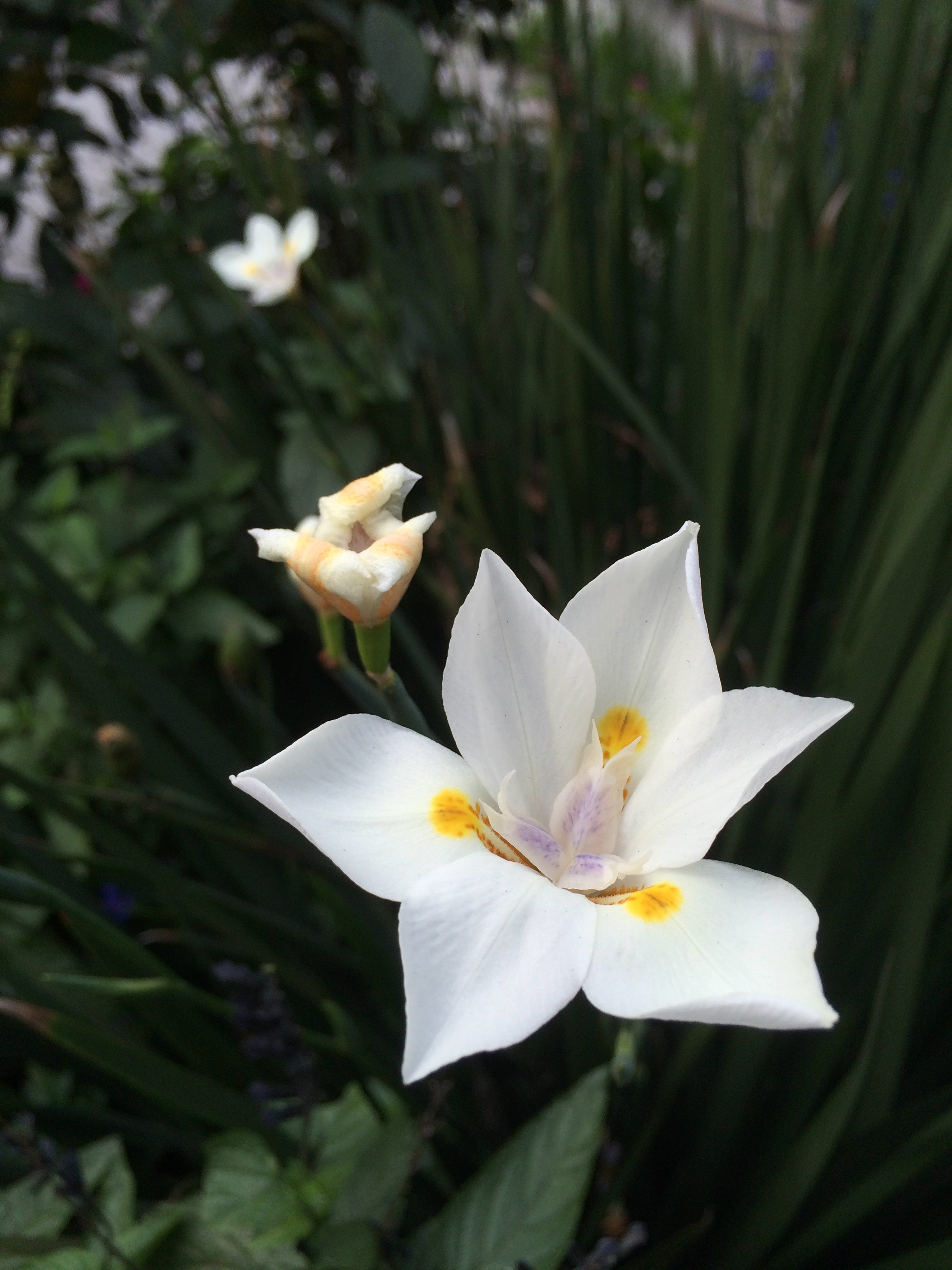 Flower White Petals free image download