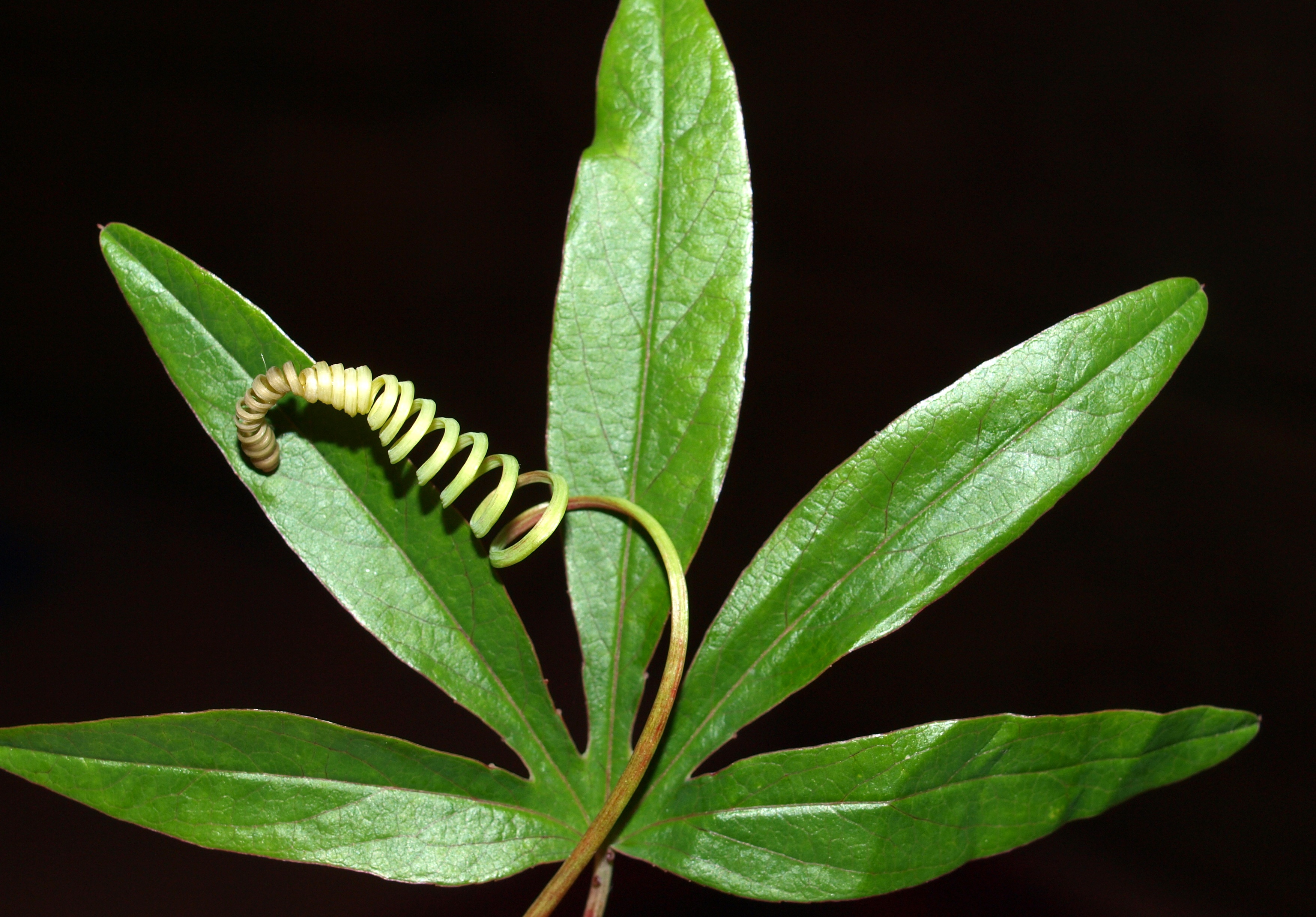 Leaf Nature free image download
