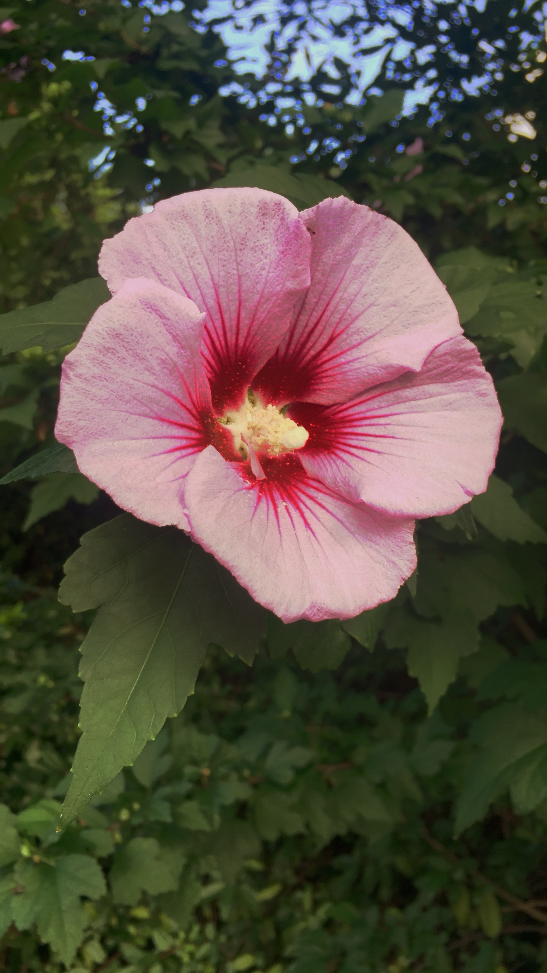 Perspective Center Flower free image download