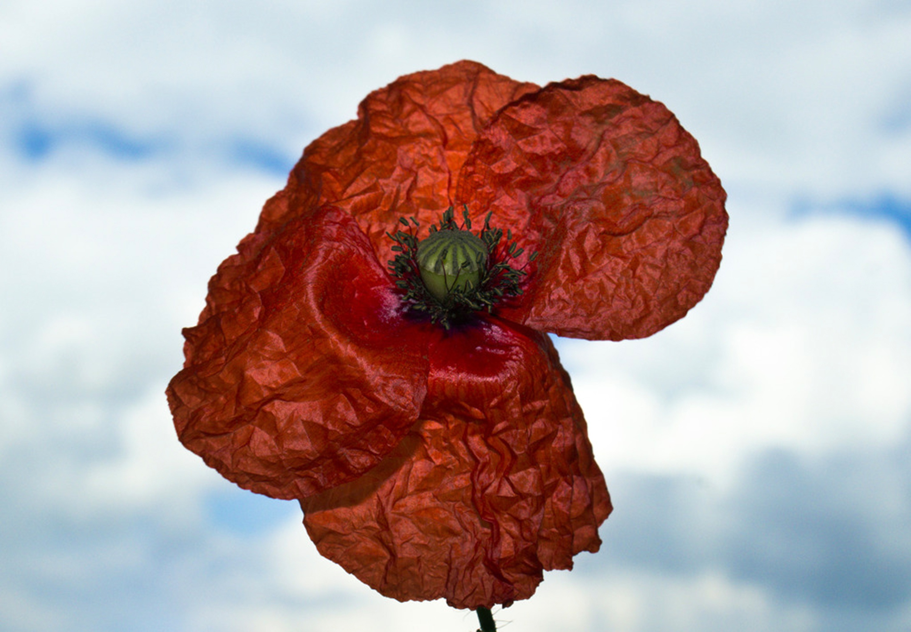 Poppy Flower Red free image download