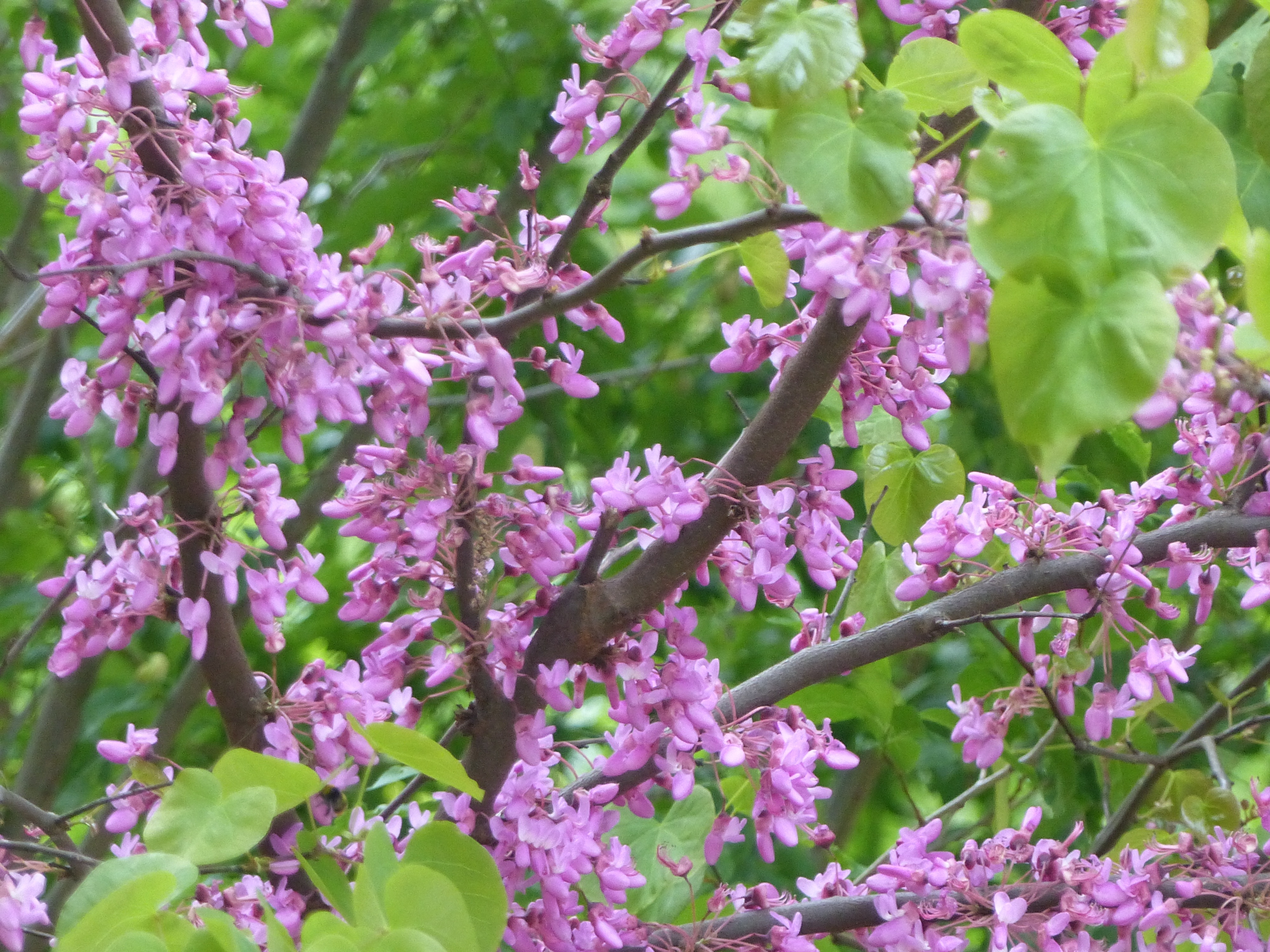 Flower Tree free image download