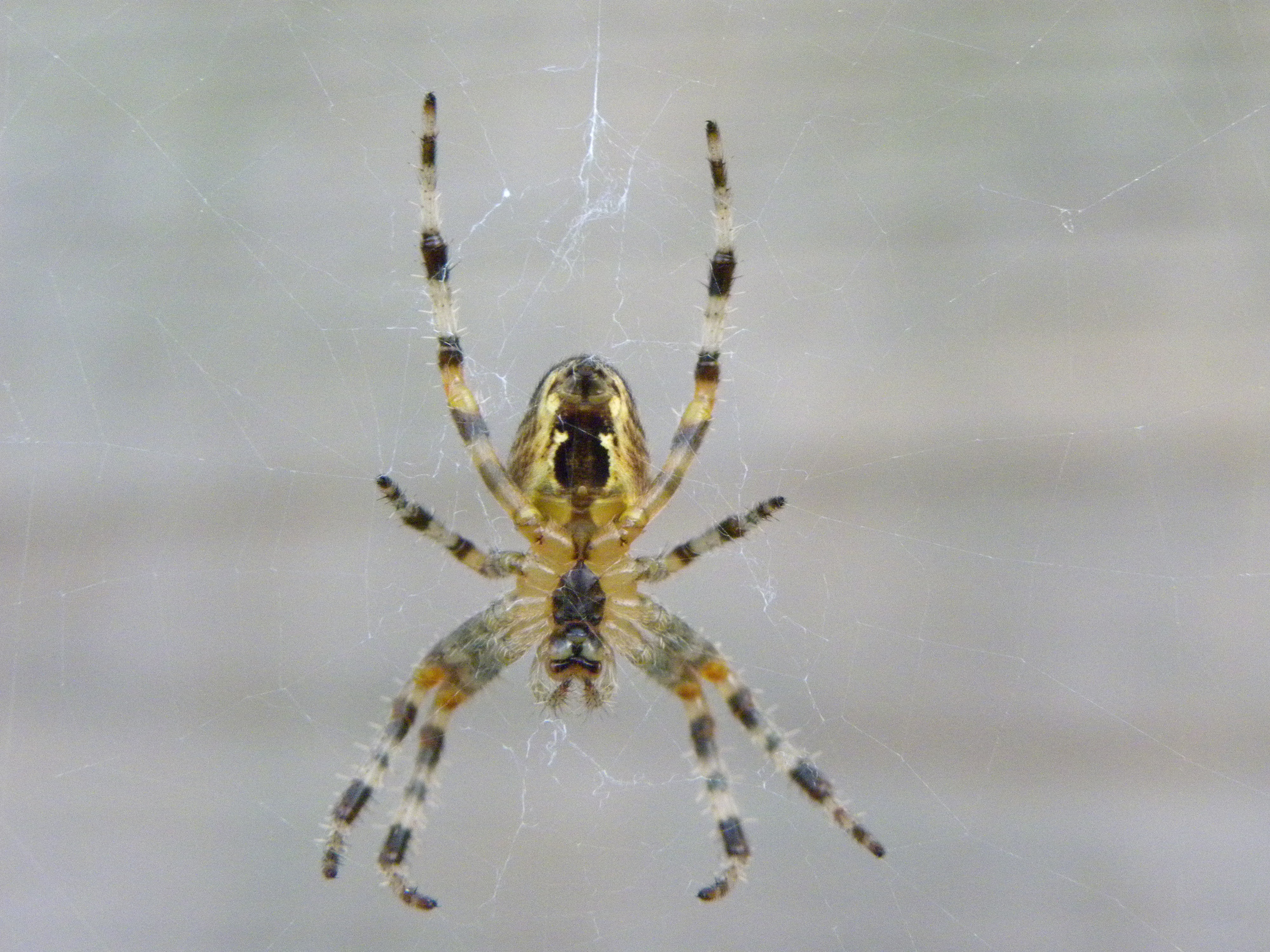 Spin Bug Nature free image download