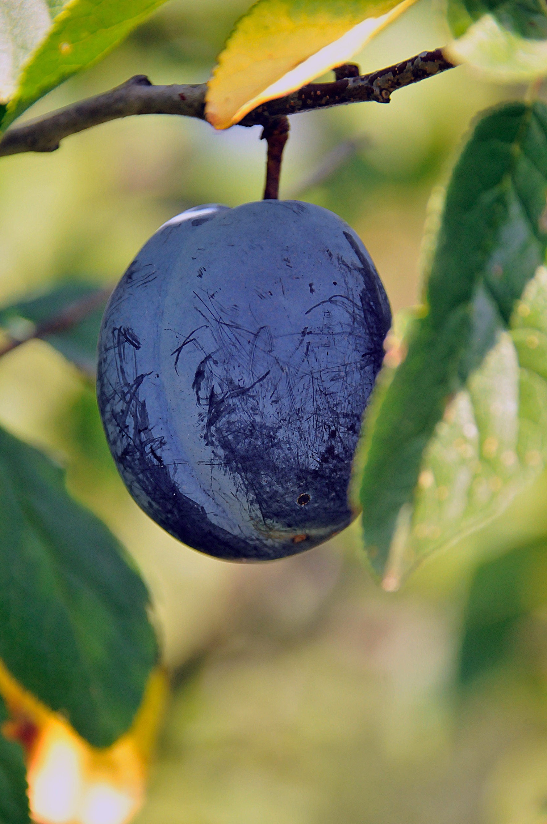 Plum Fruit Nature free image download