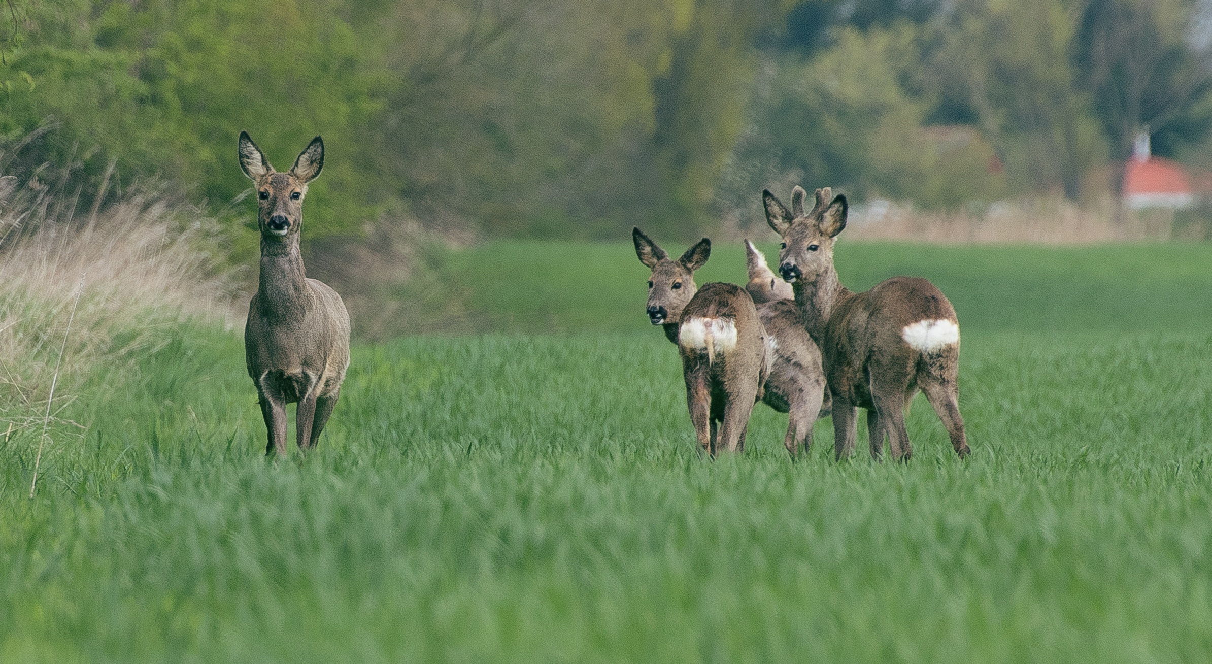 Roe Deer Wild Fallow free image download
