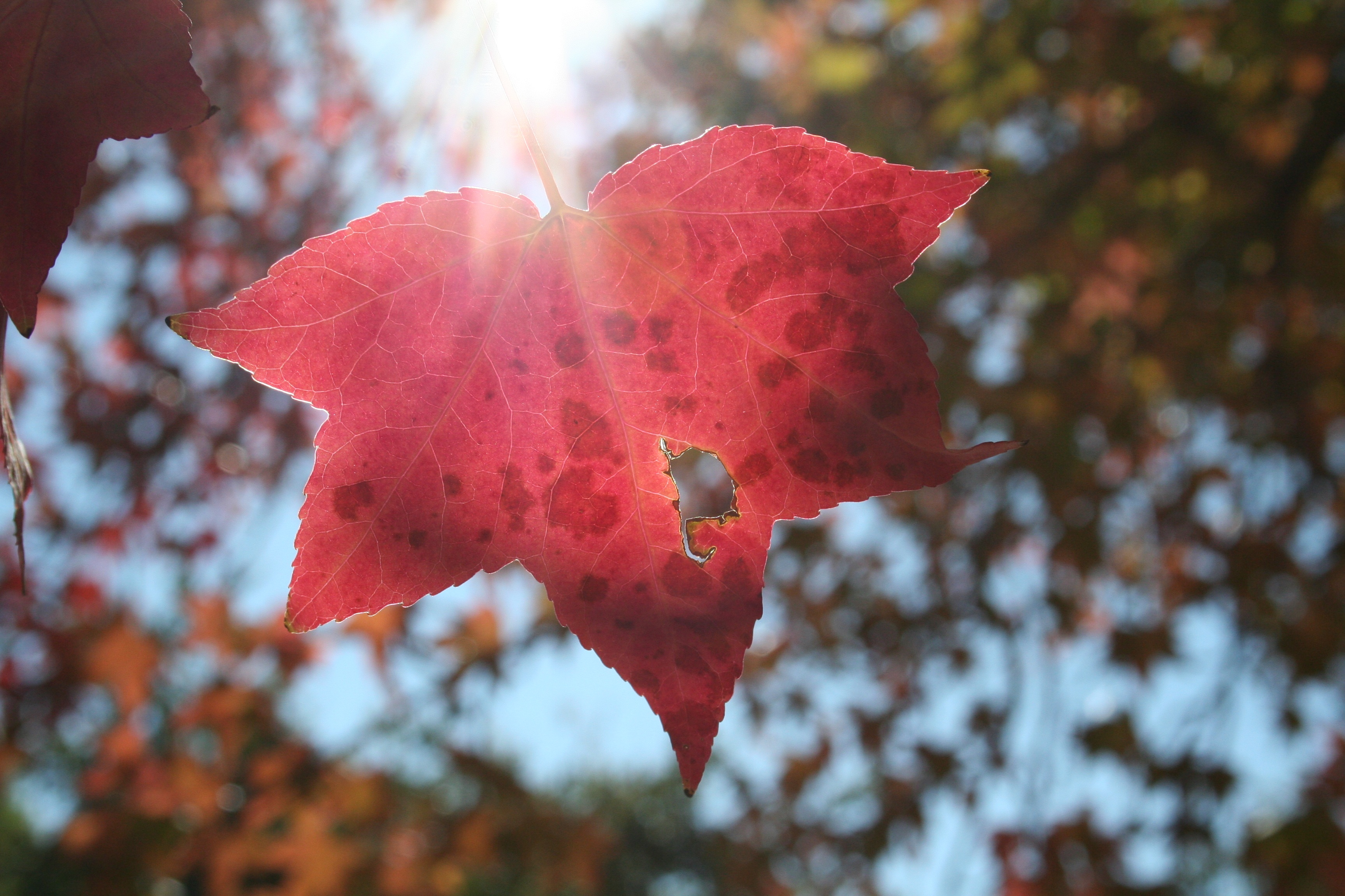 Nature Autumn Leaf free image download