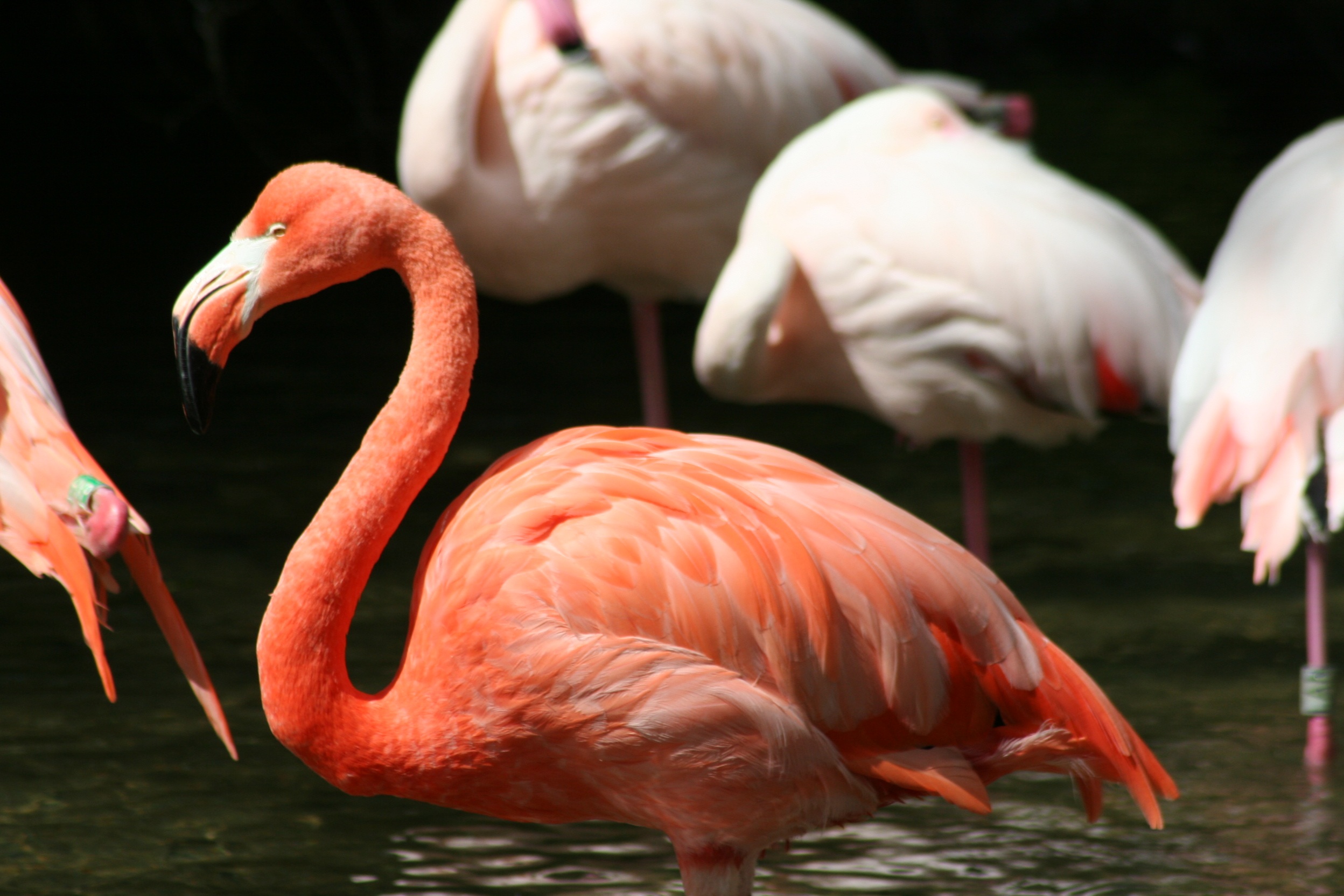 Bird Flamingo free image download
