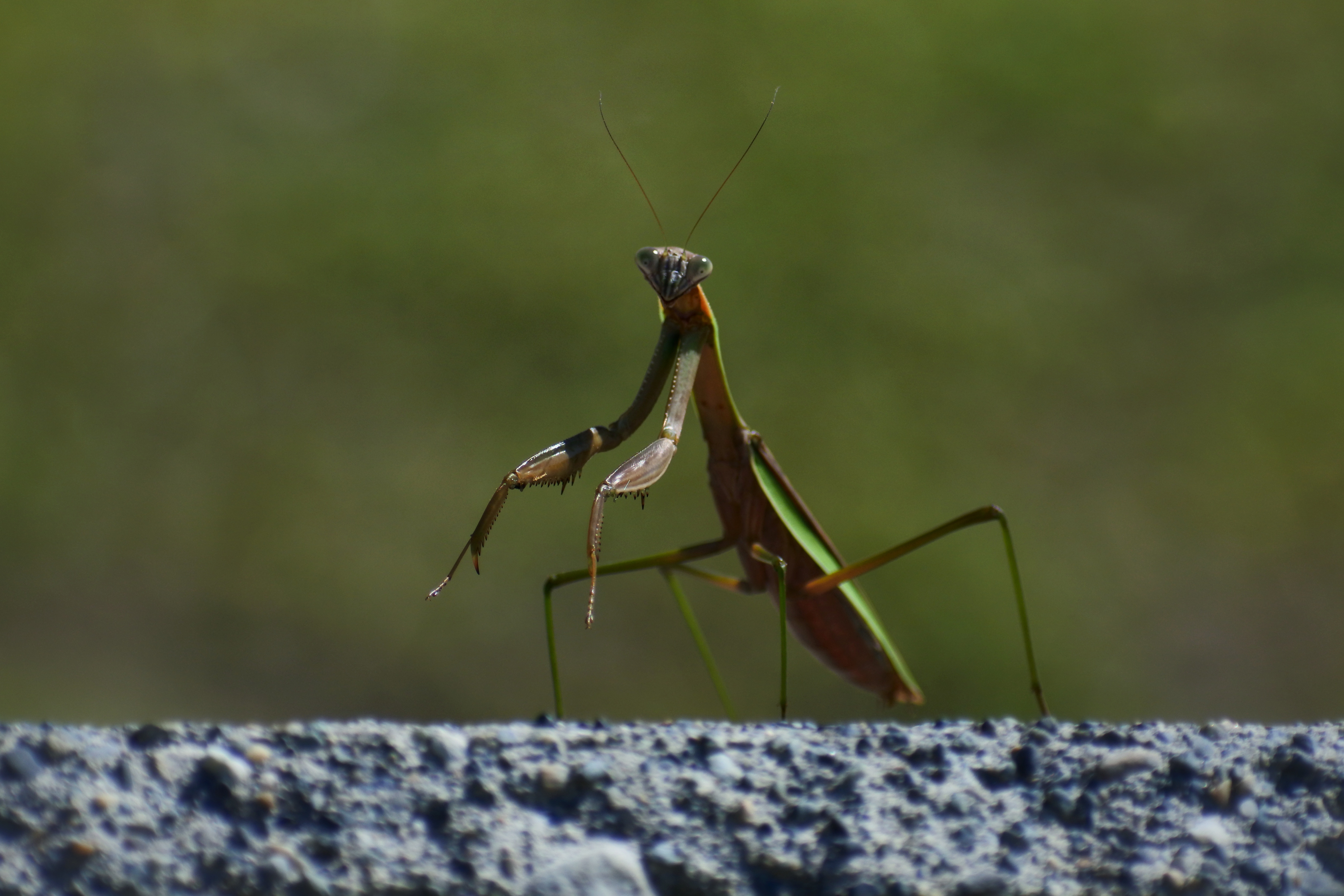 Natural Landscape Insect free image download