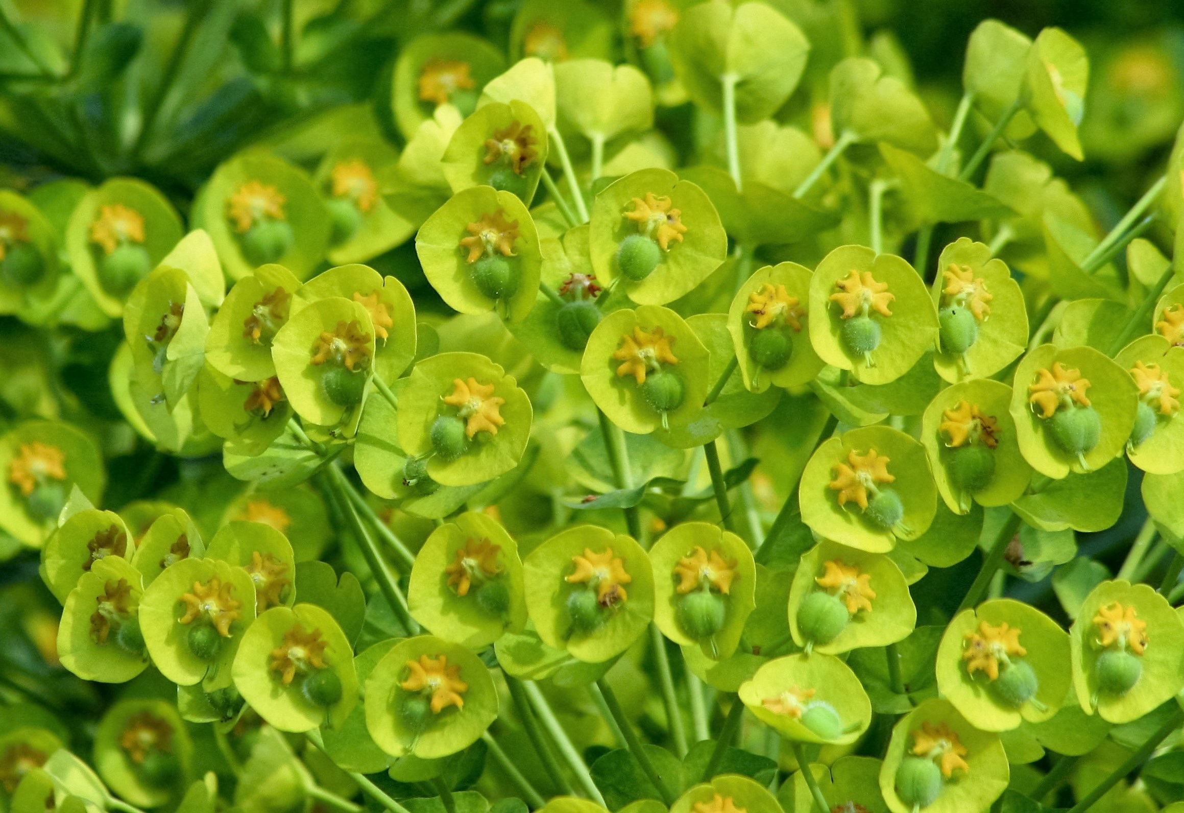 Spurge Plant Flower free image download