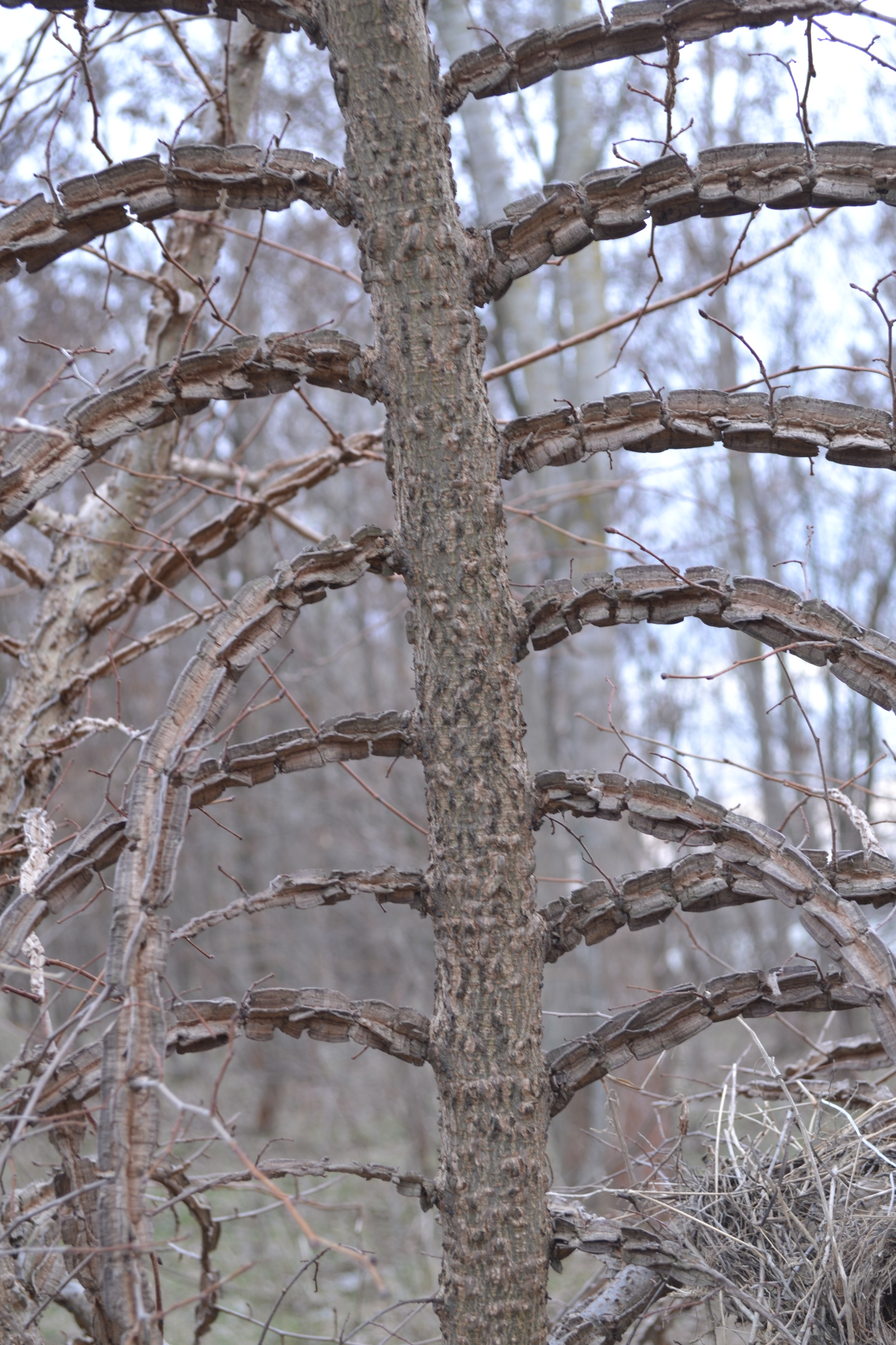 Nature Tree free image download