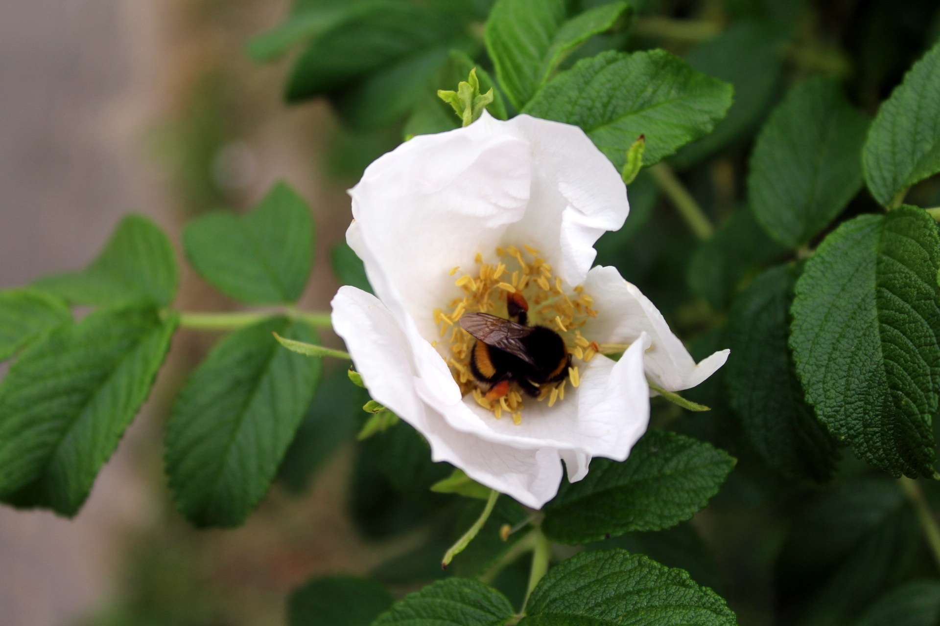 Bee Flower Pollen free image download