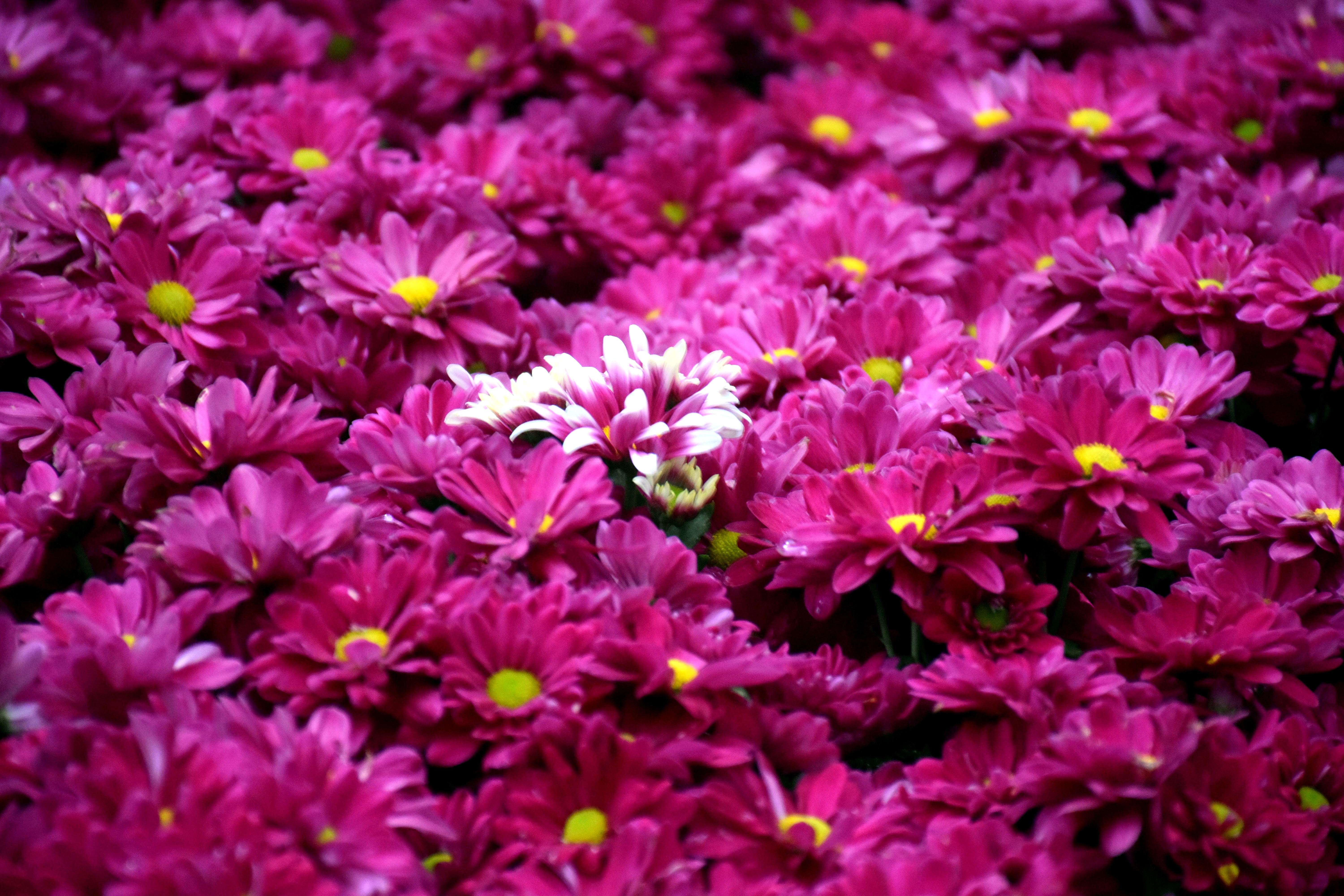 Dalia Flower Dahlia free image download