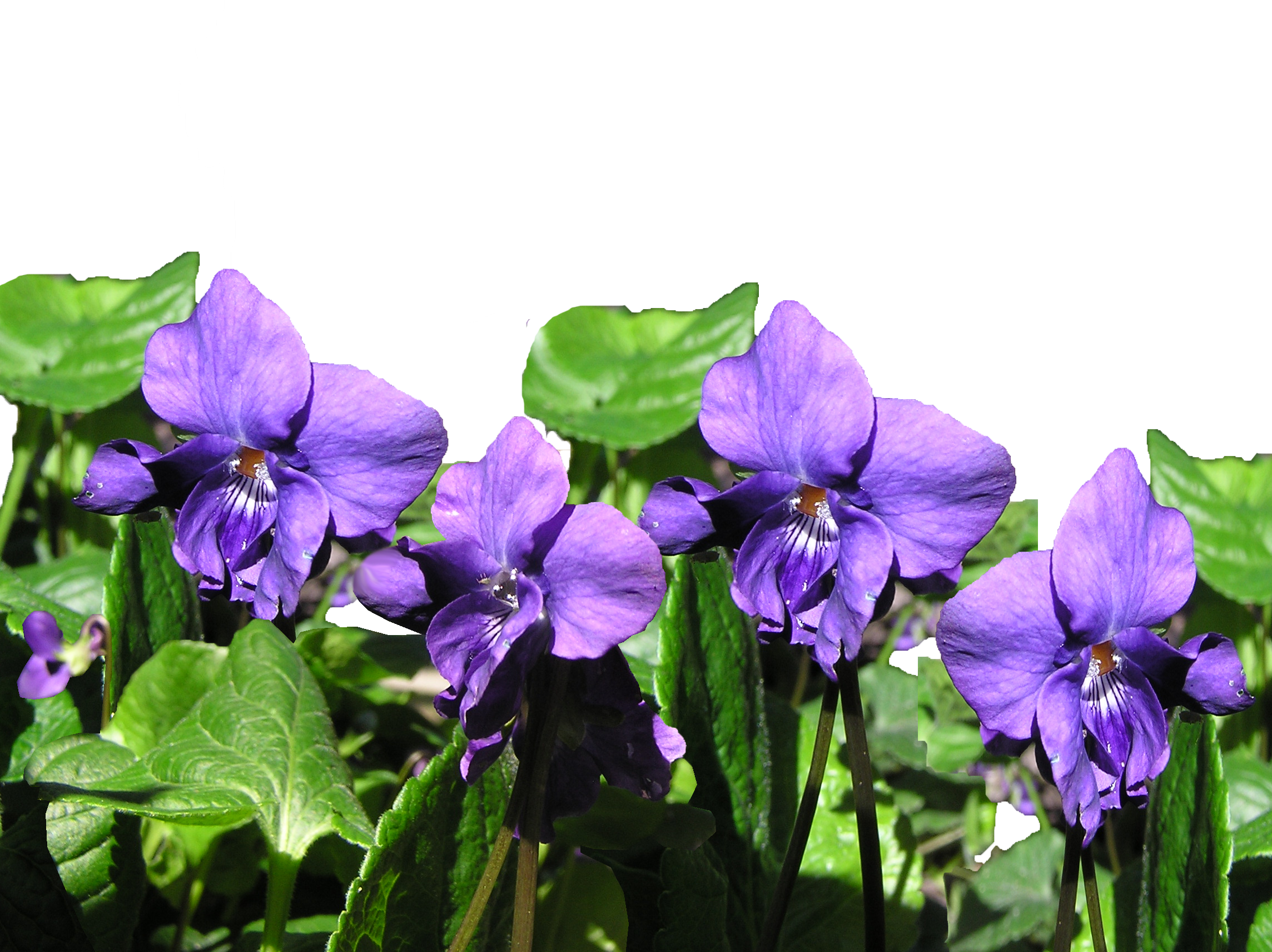Violet Flowers Plant Cut free image download