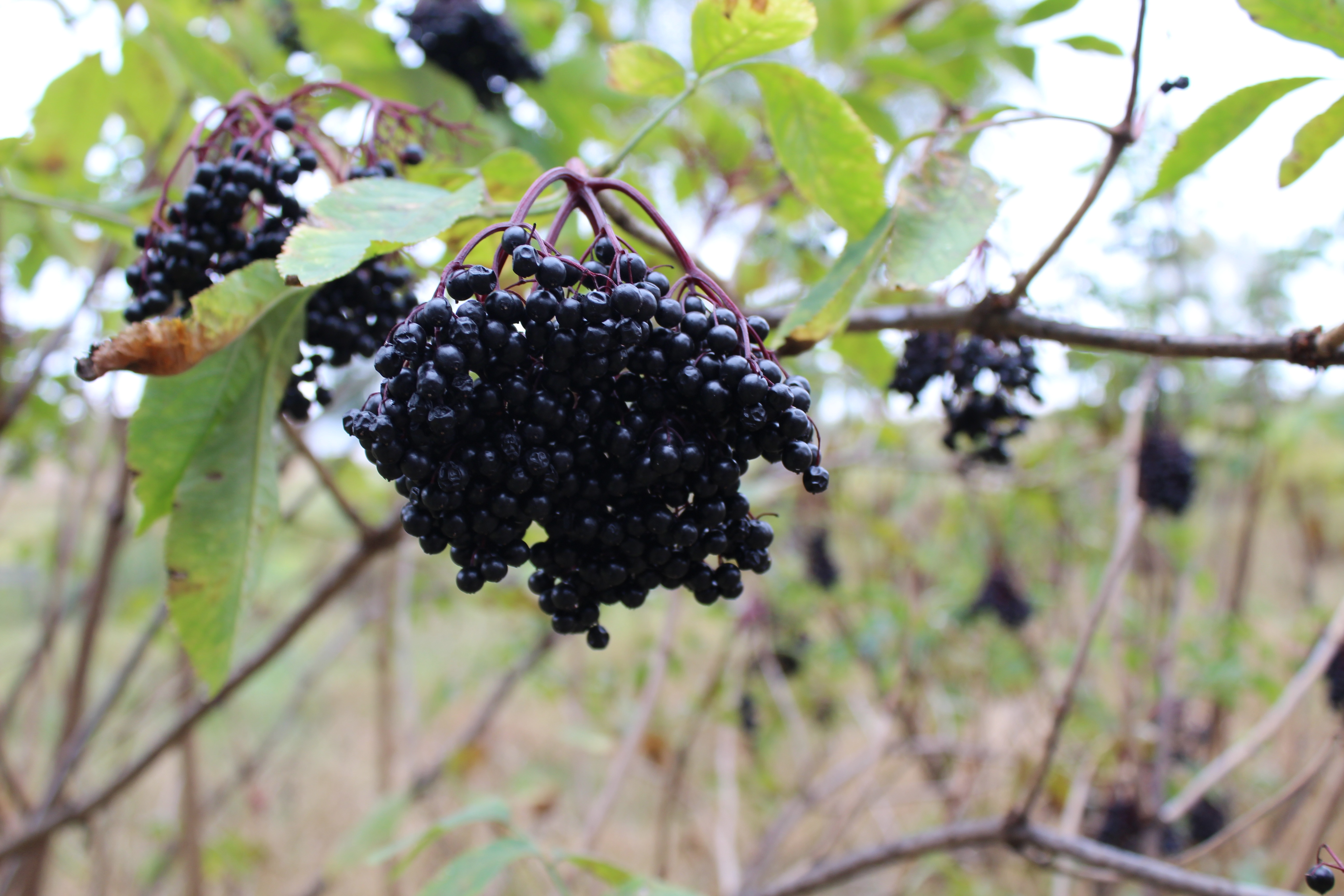 Forest Pine Berries free image download