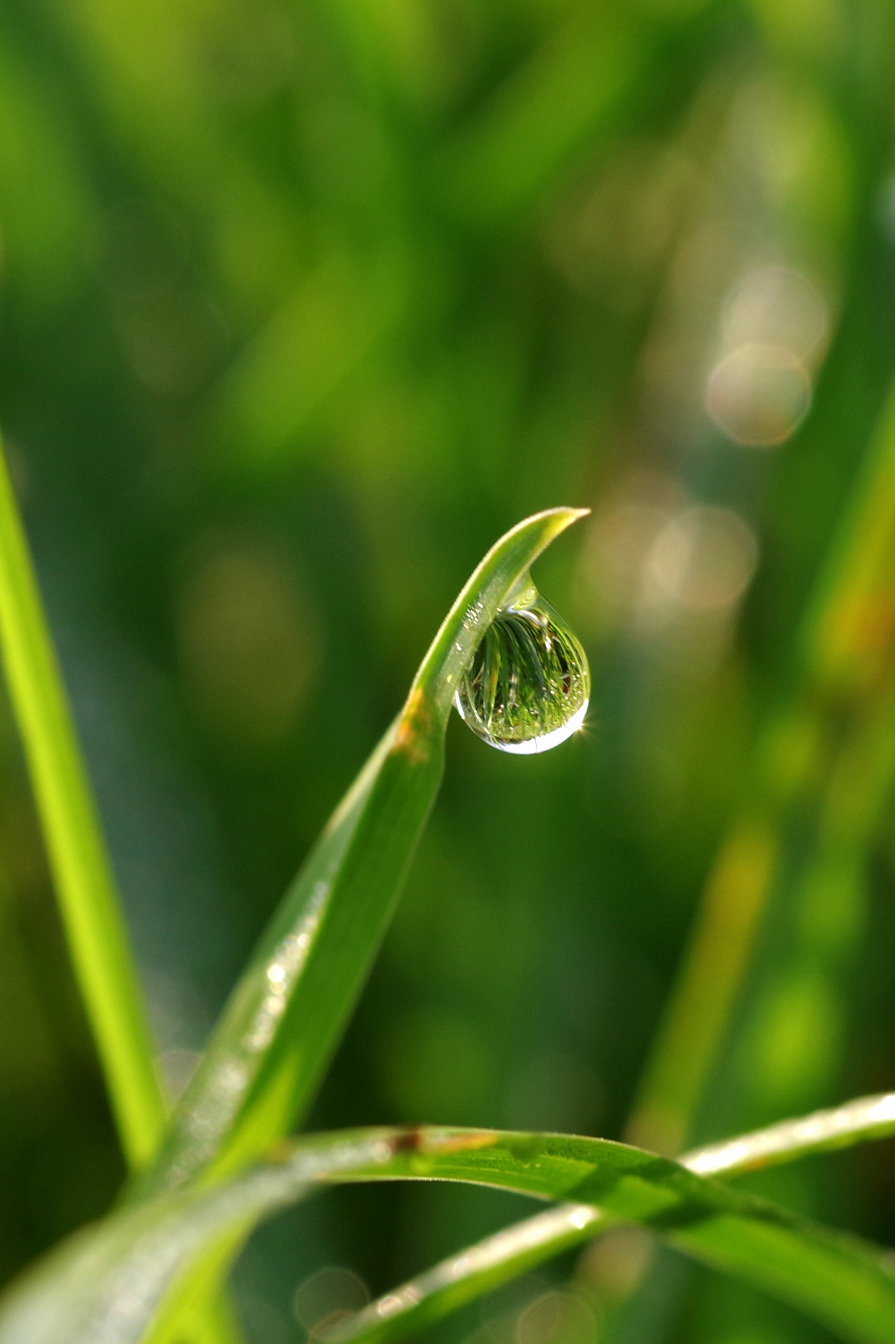 A Drop Of Water Grass free image download