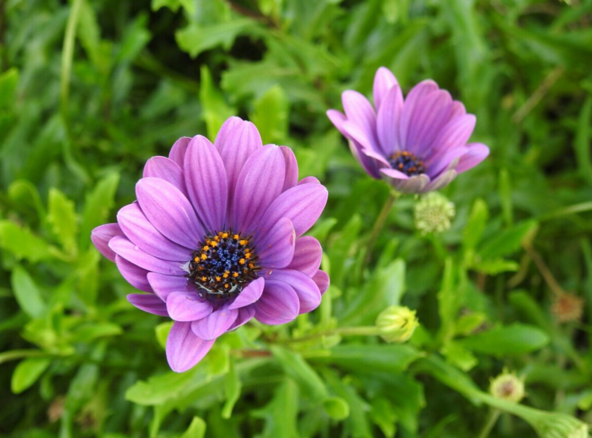 Flowers Purple Blossom free image download