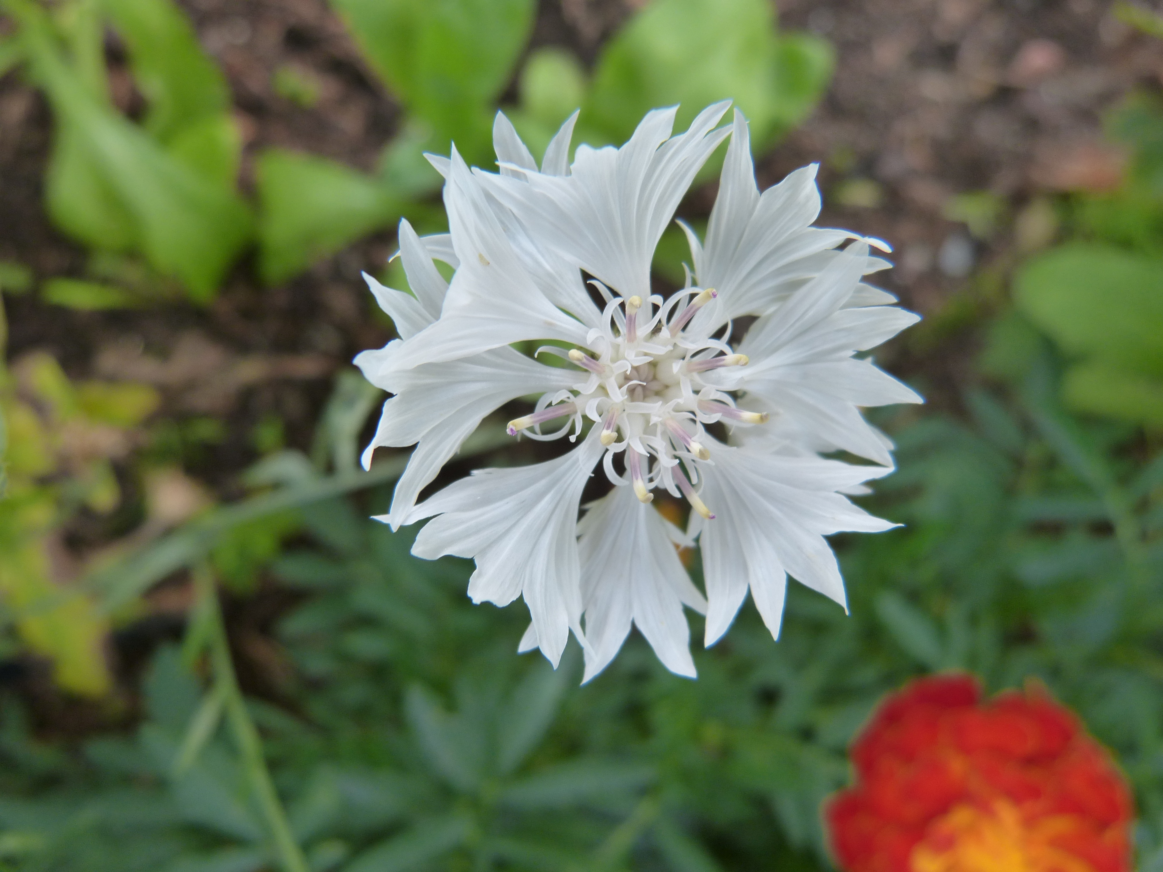 Flower Blossom Bloom free image download