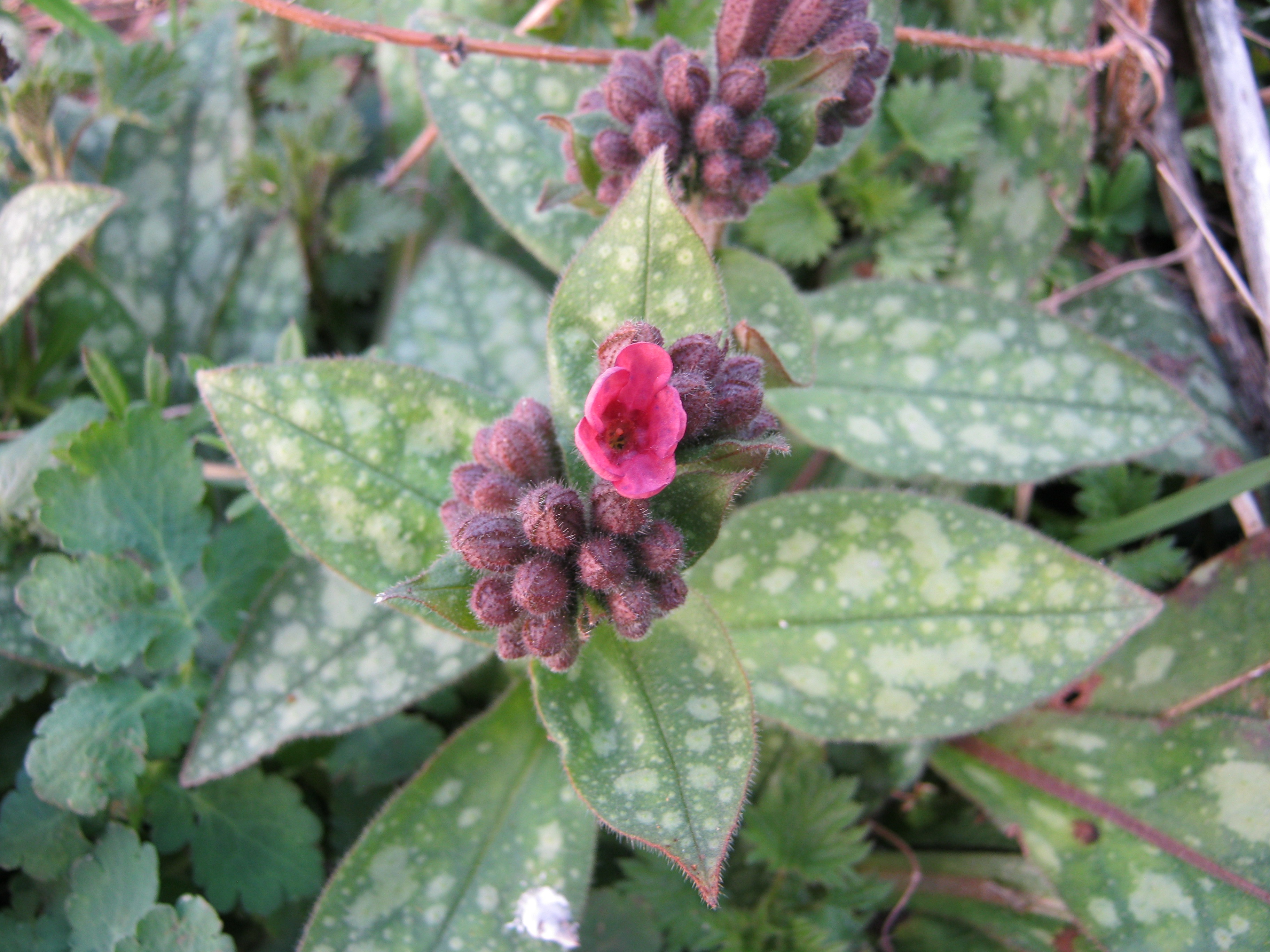 Flower Pulmonary France free image download