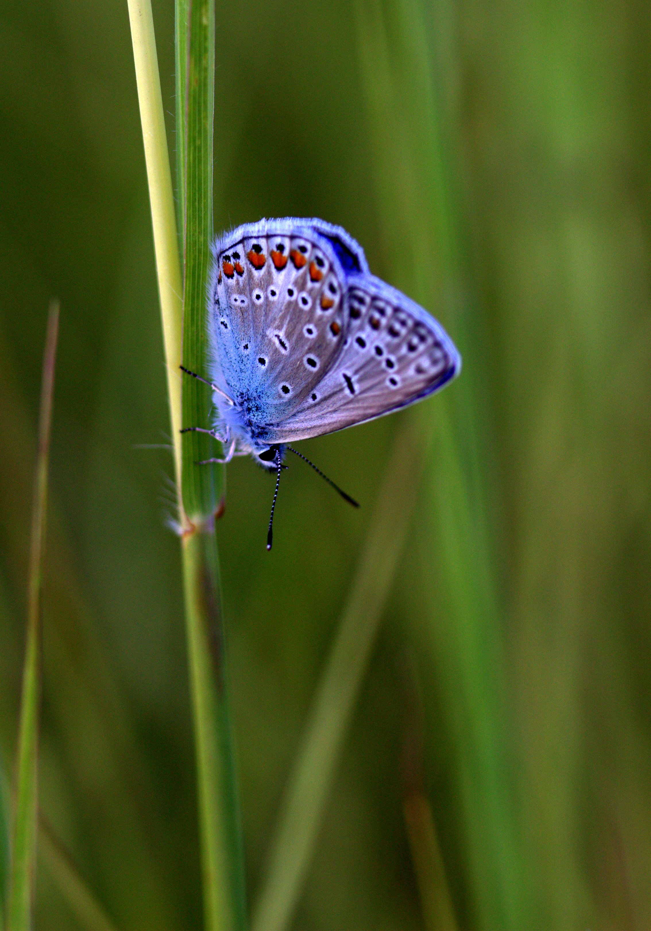 Butterfly Blue Wings free image download