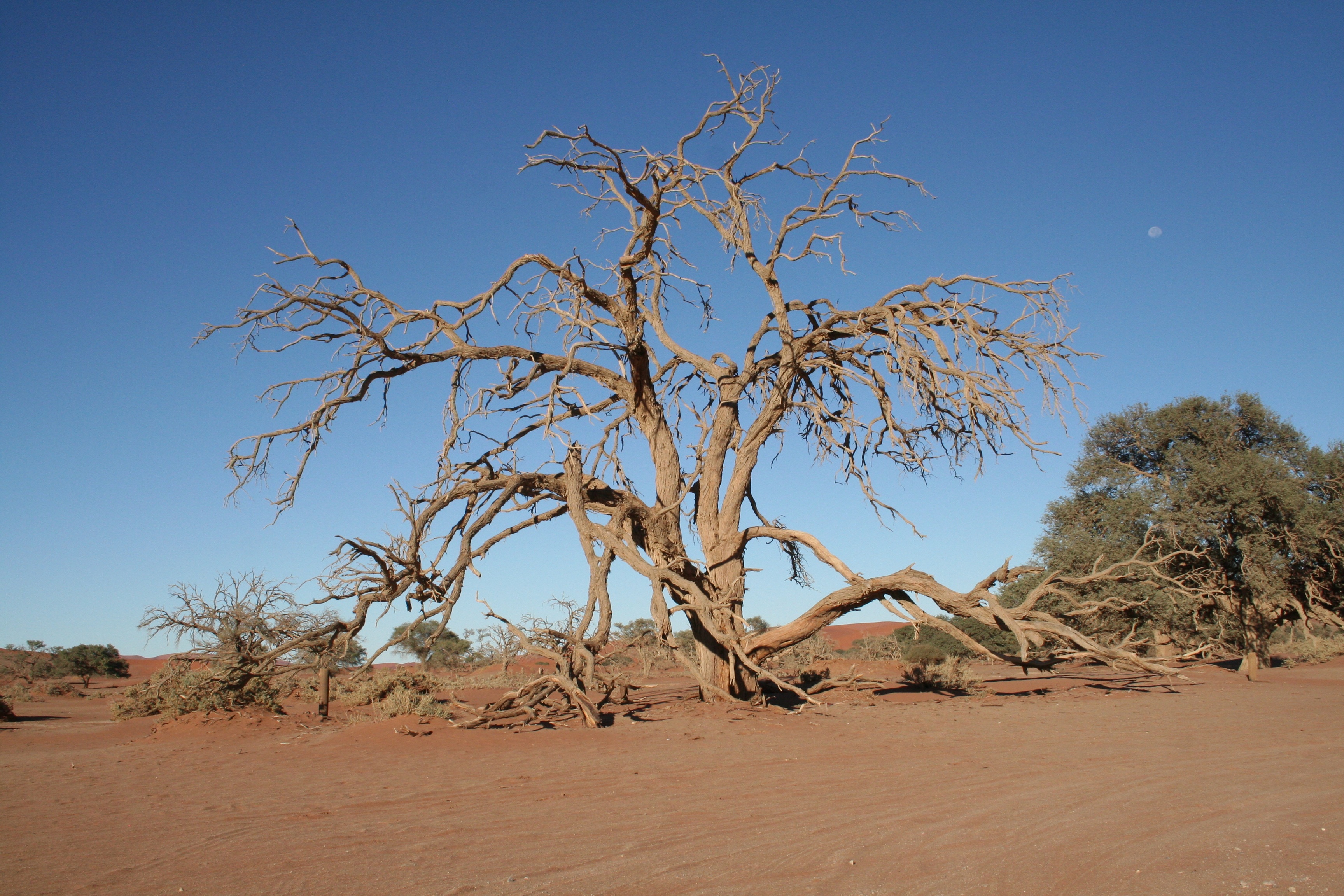 Tree Namibia Desert free image download