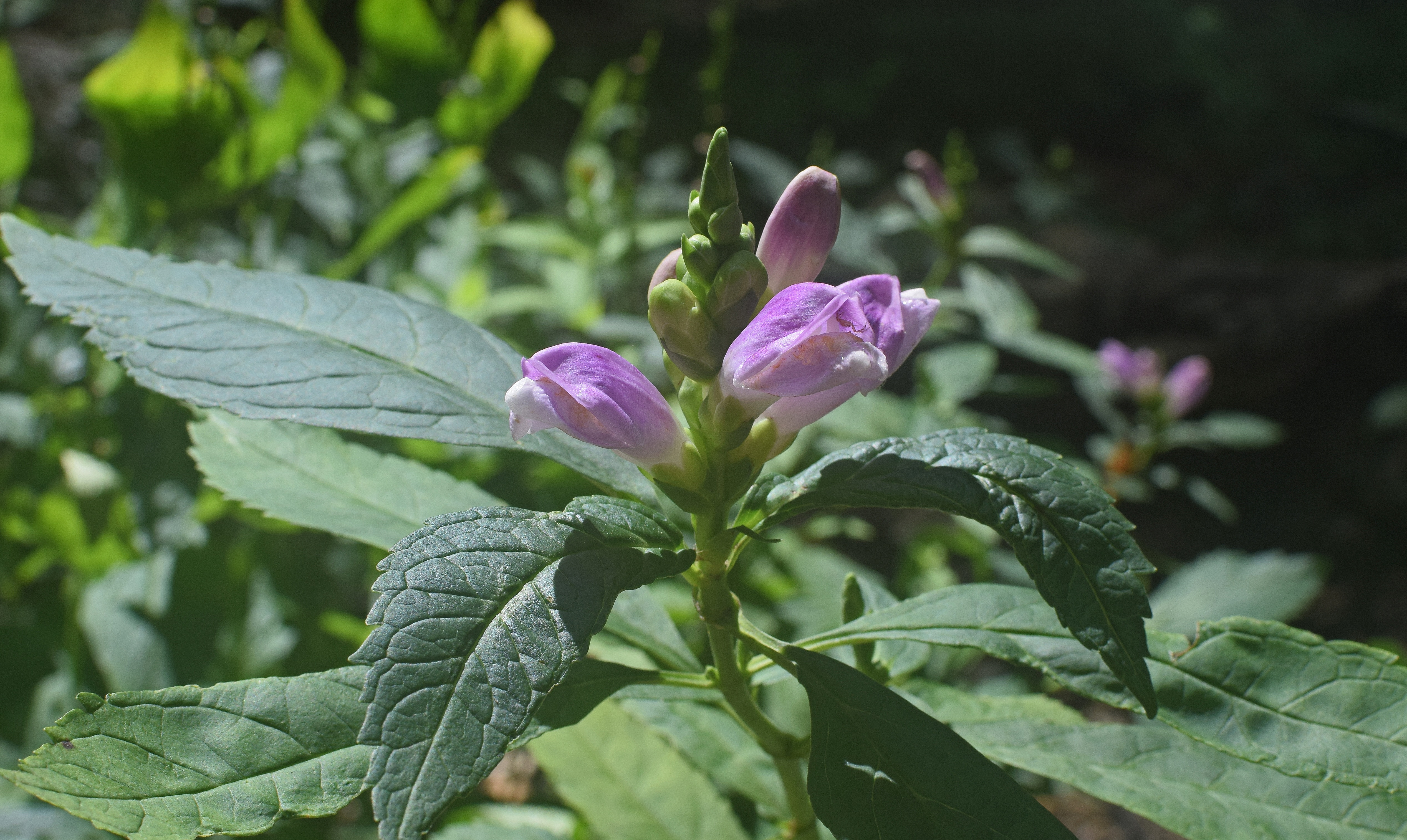 Chelone Turtlehead Wildflower free image download