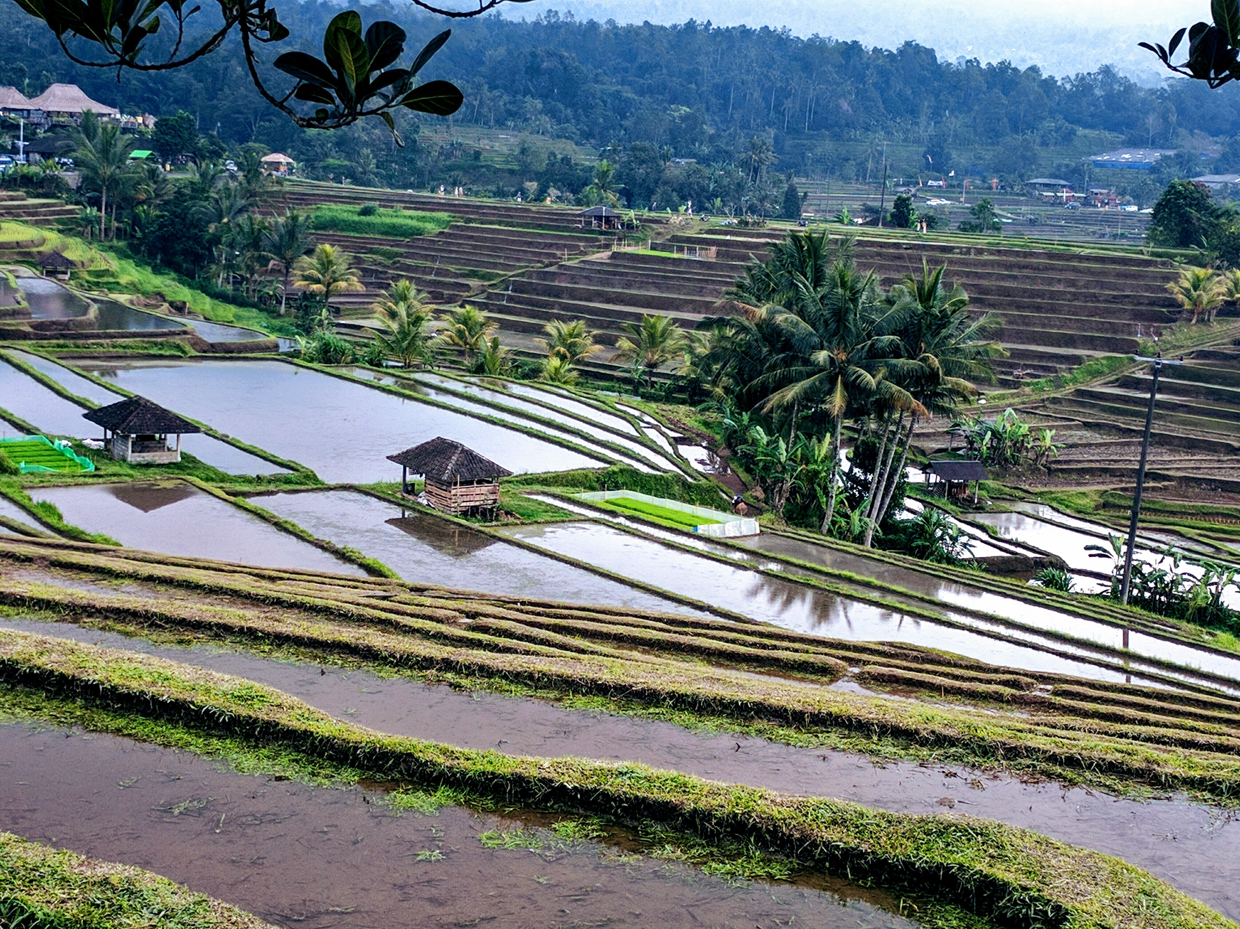 Rice Terrace Fields free image download