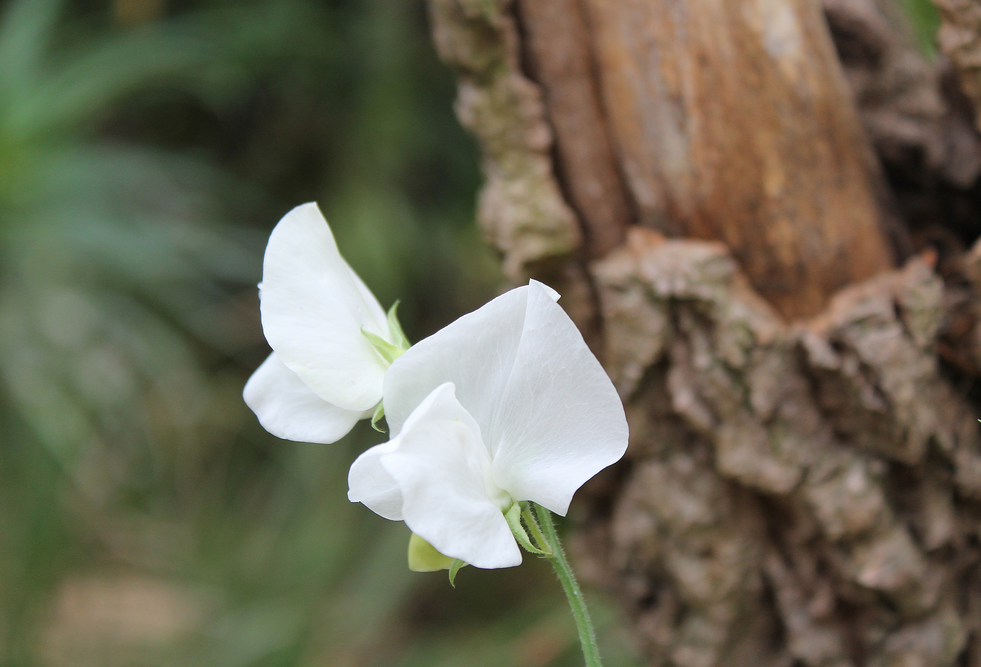 Nature Flower Sweet Pea free image download