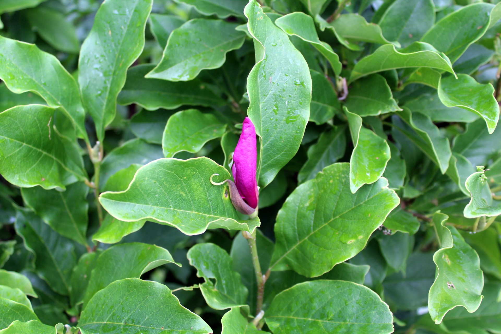 Plant Bush Foliage free image download
