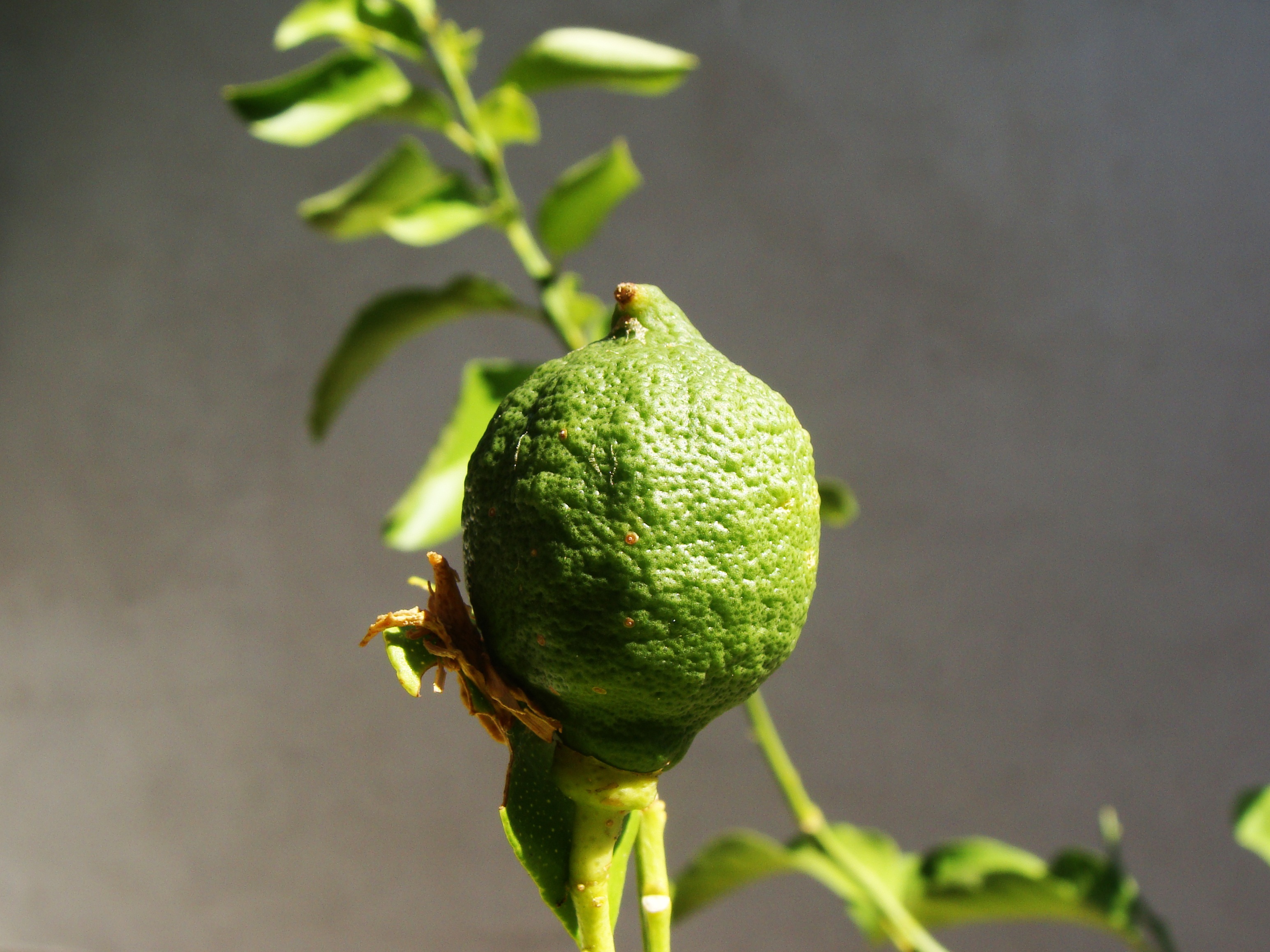 Green Lemon Fruit free image download